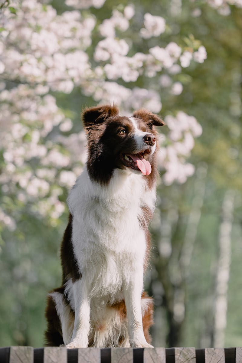 Border Collie Photos, Download The BEST Free Border Collie Stock Photos ...
