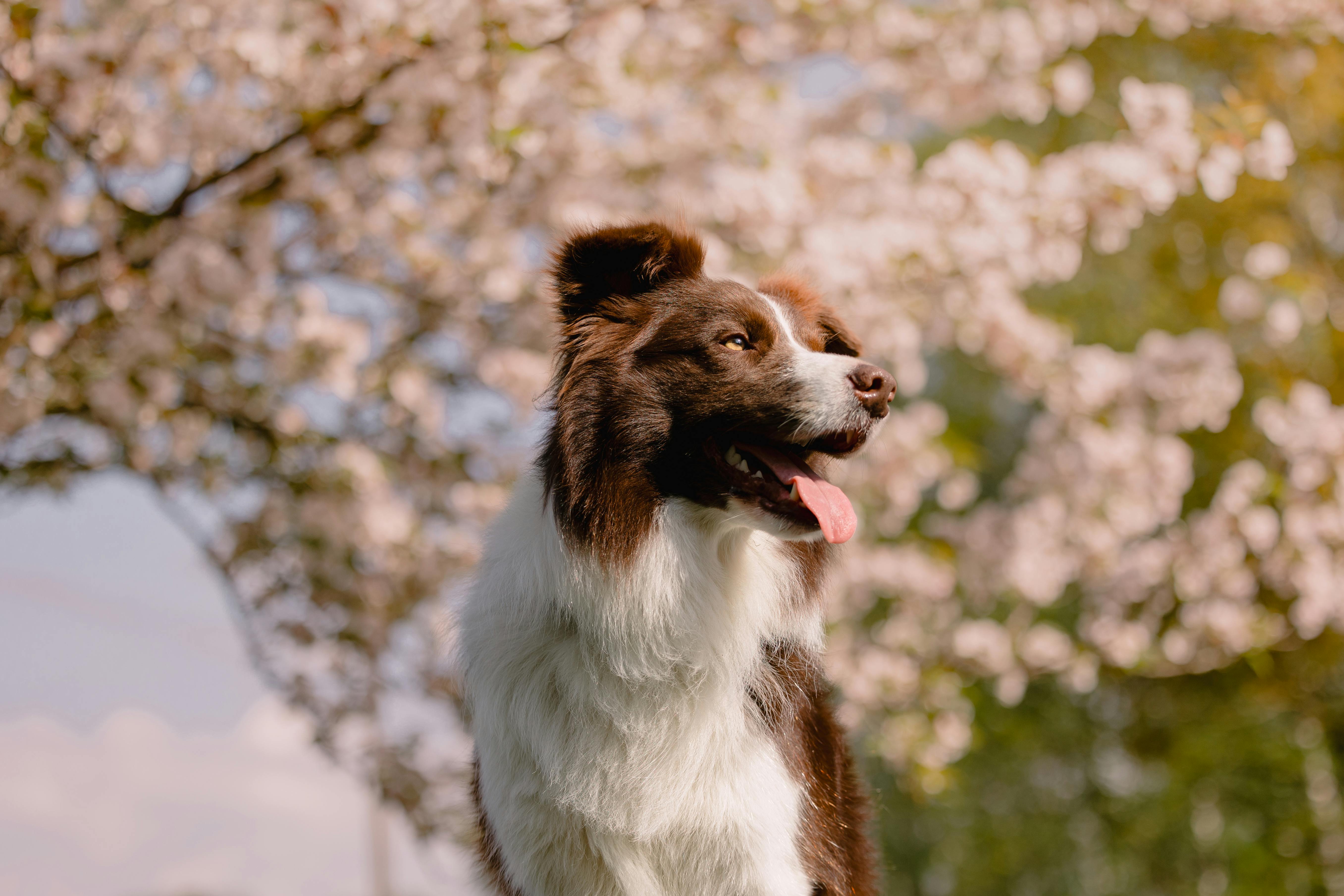 A Border Collie Dog Sitting in a Park on the Background of Cherry ...