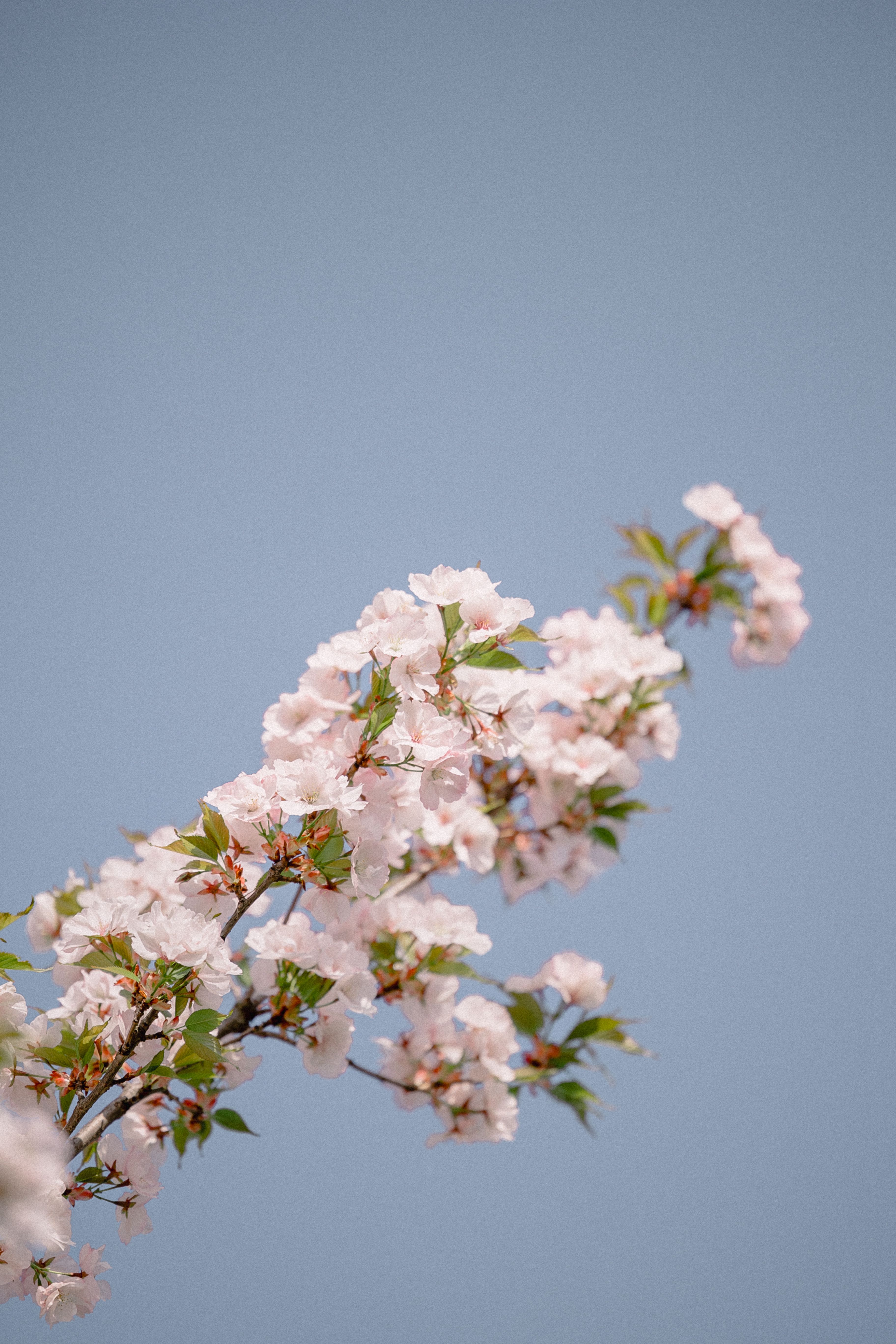 White blooming flower on thin stem · Free Stock Photo