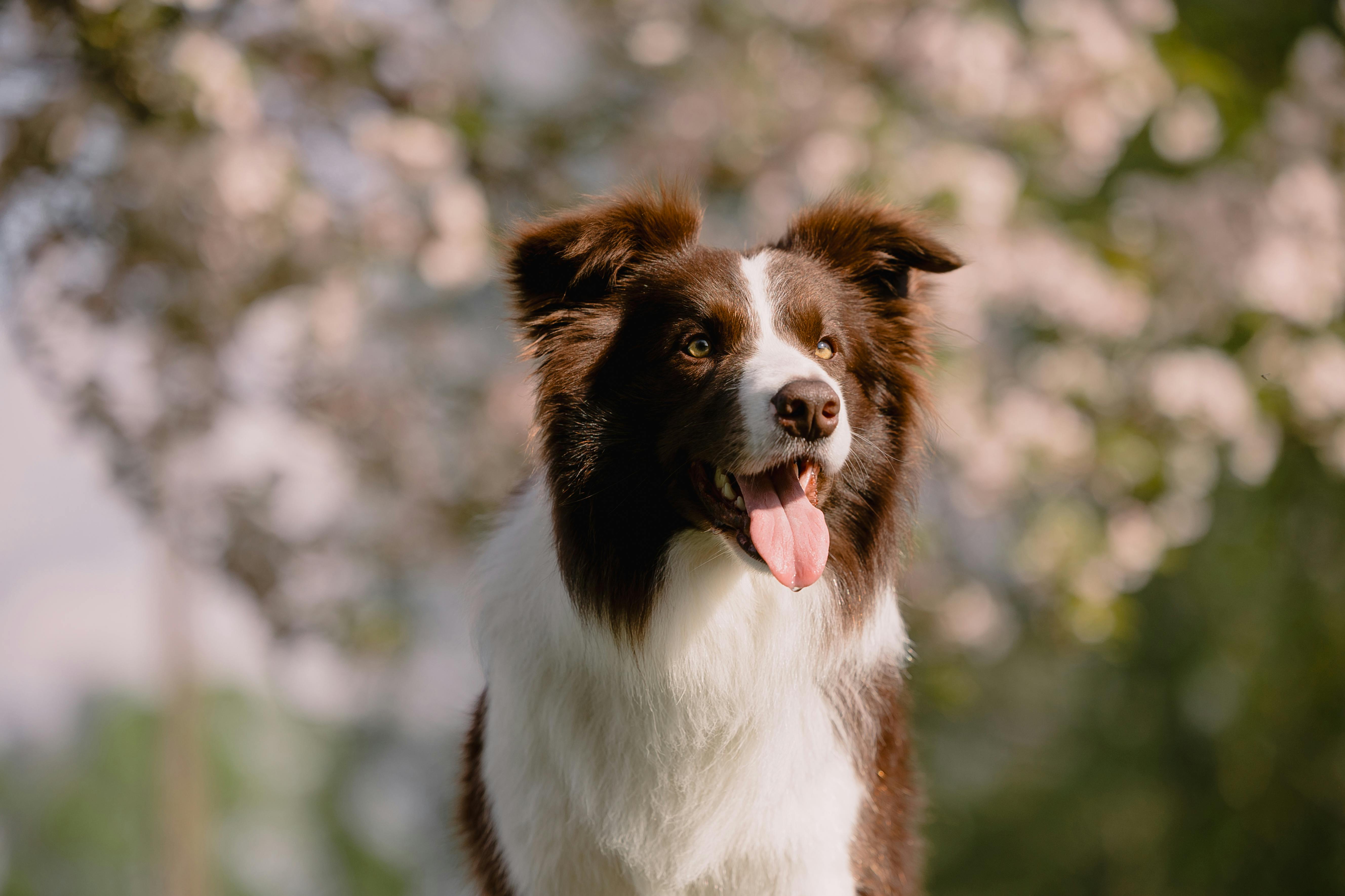 Happy Border Collie · Free Stock Photo
