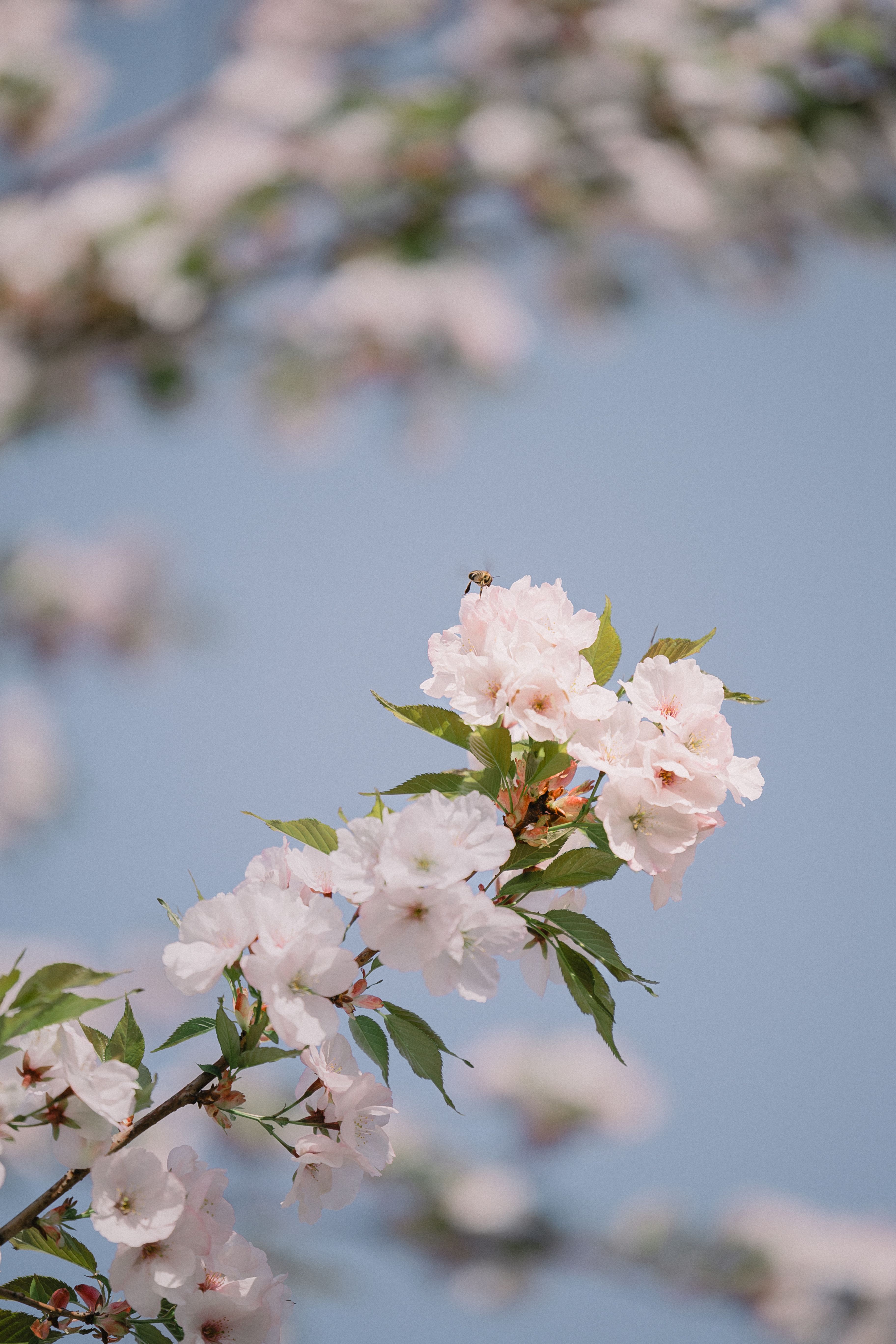 White Flowers of Japanese Cherry Tree · Free Stock Photo