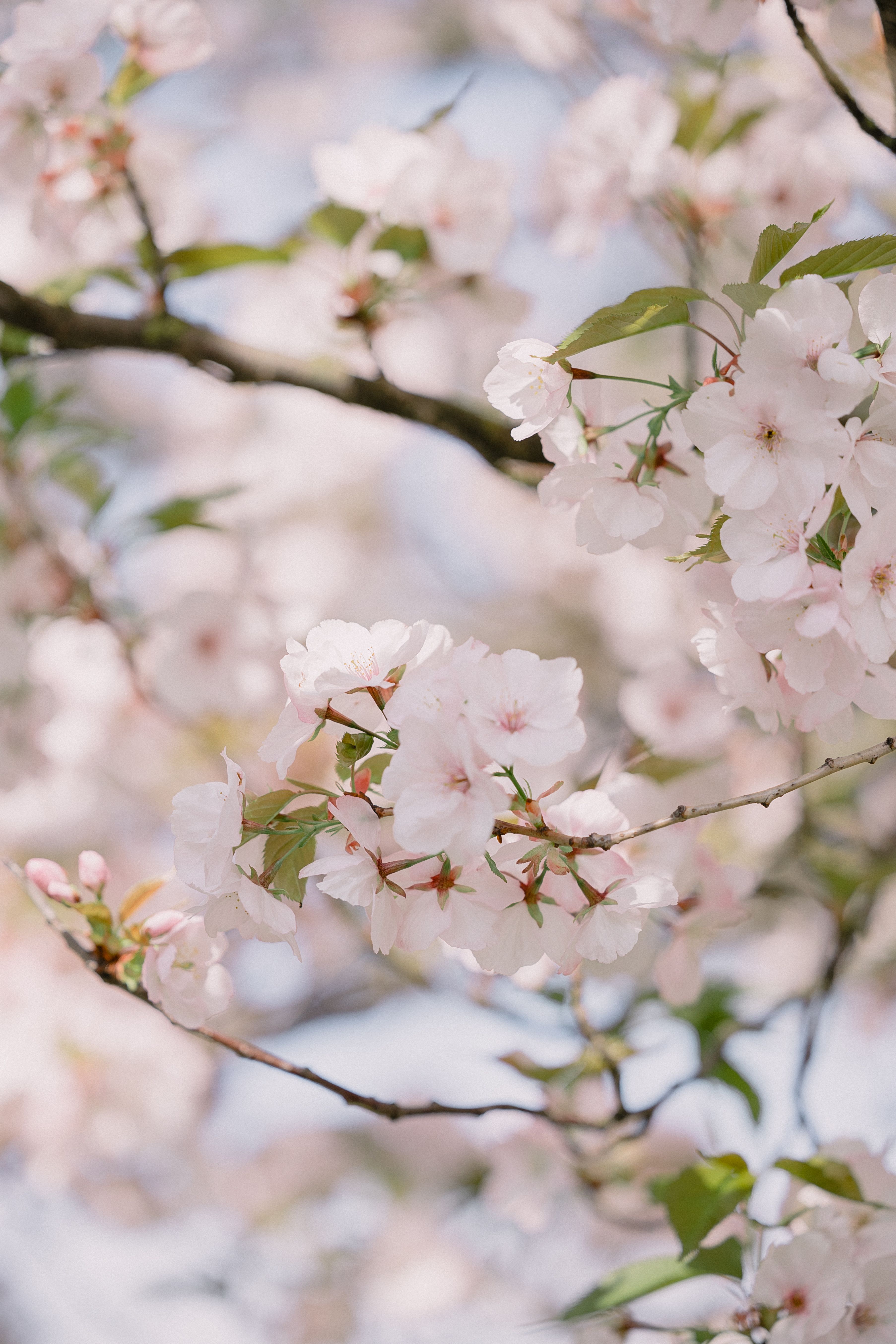 Cherry Blossom Up Close · Free Stock Photo