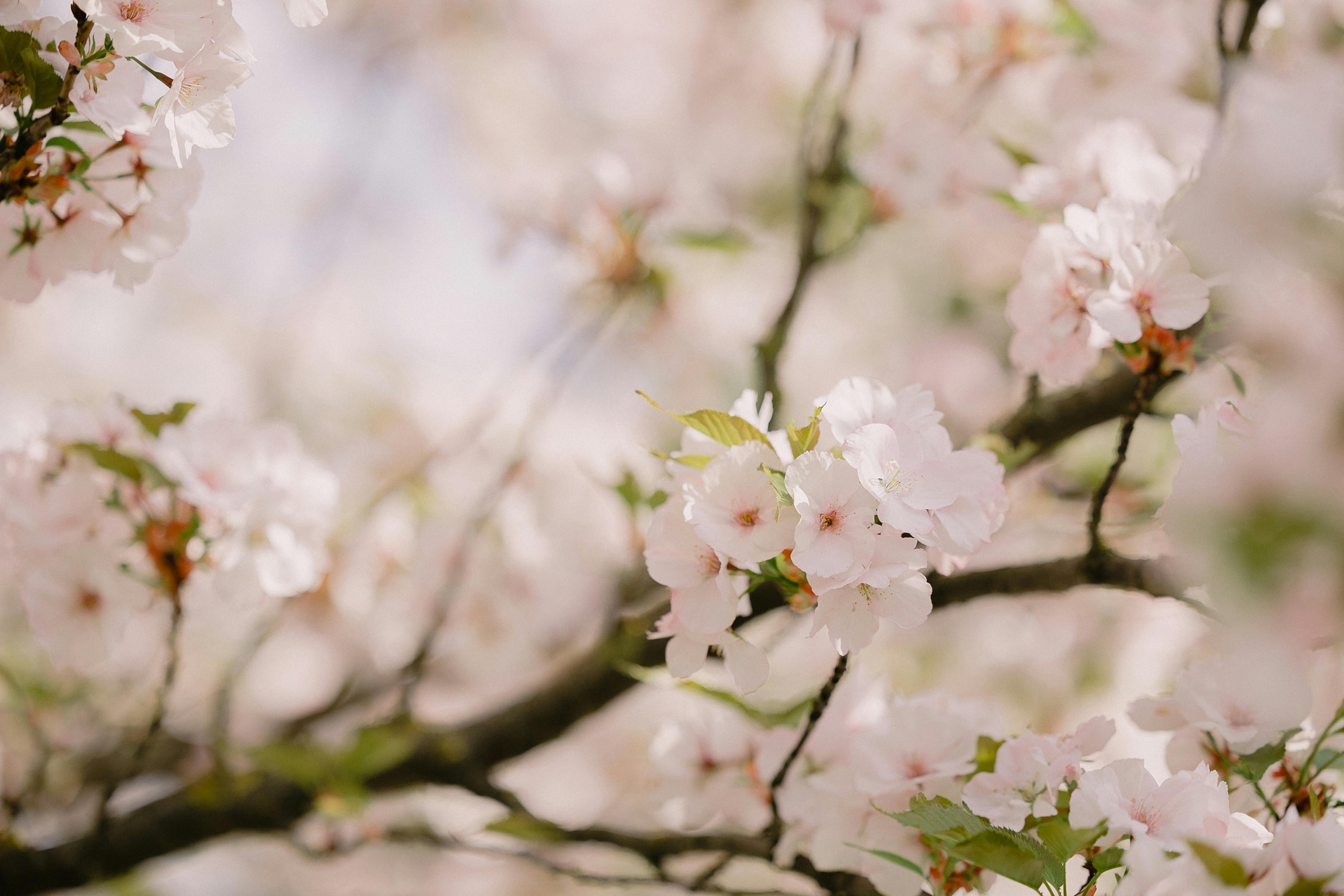Gratis stockfoto van april, blad, bloeien, bloeiende, bloemachtig ...