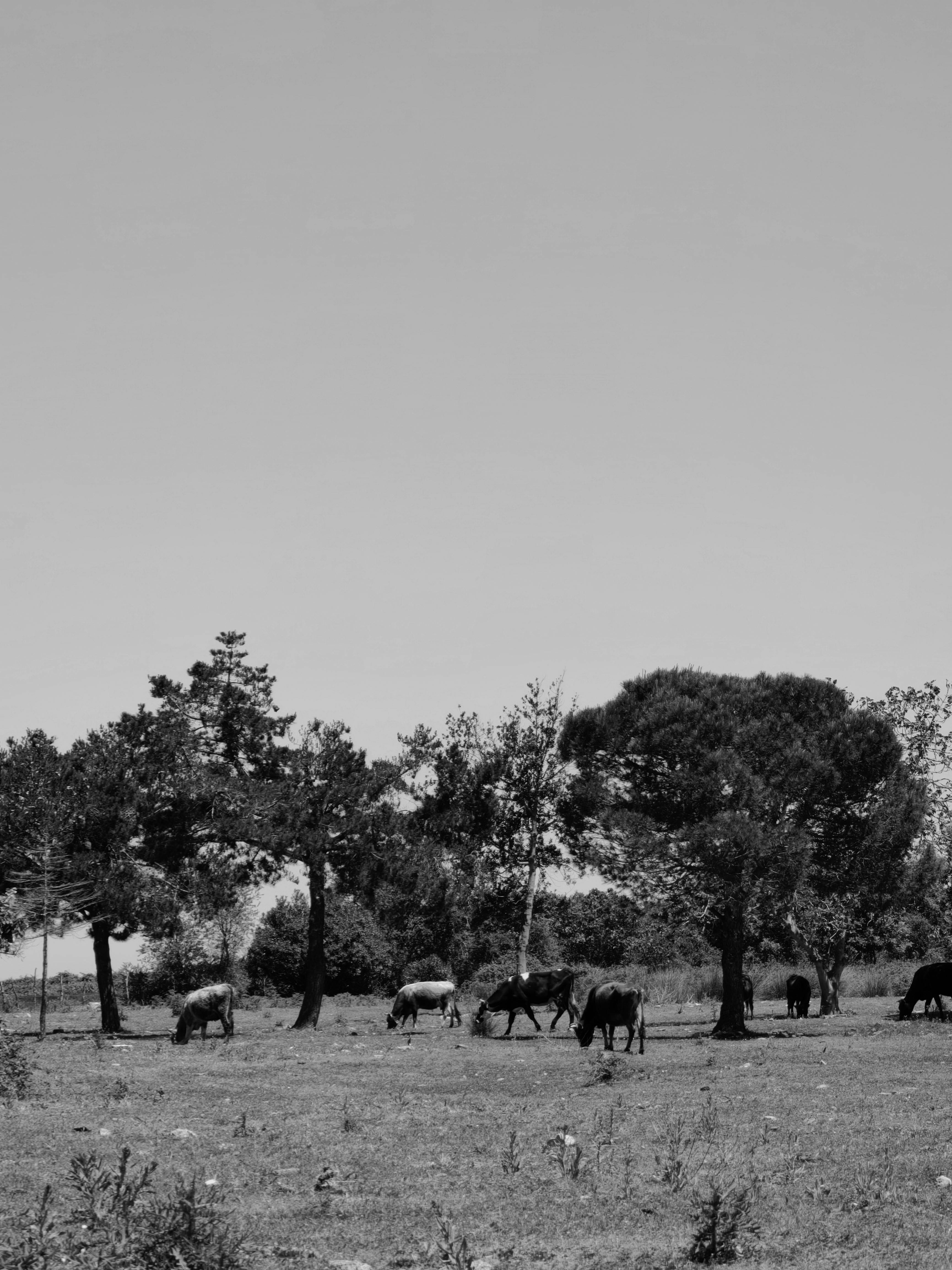 Black and white photo of cows in a field · Free Stock Photo