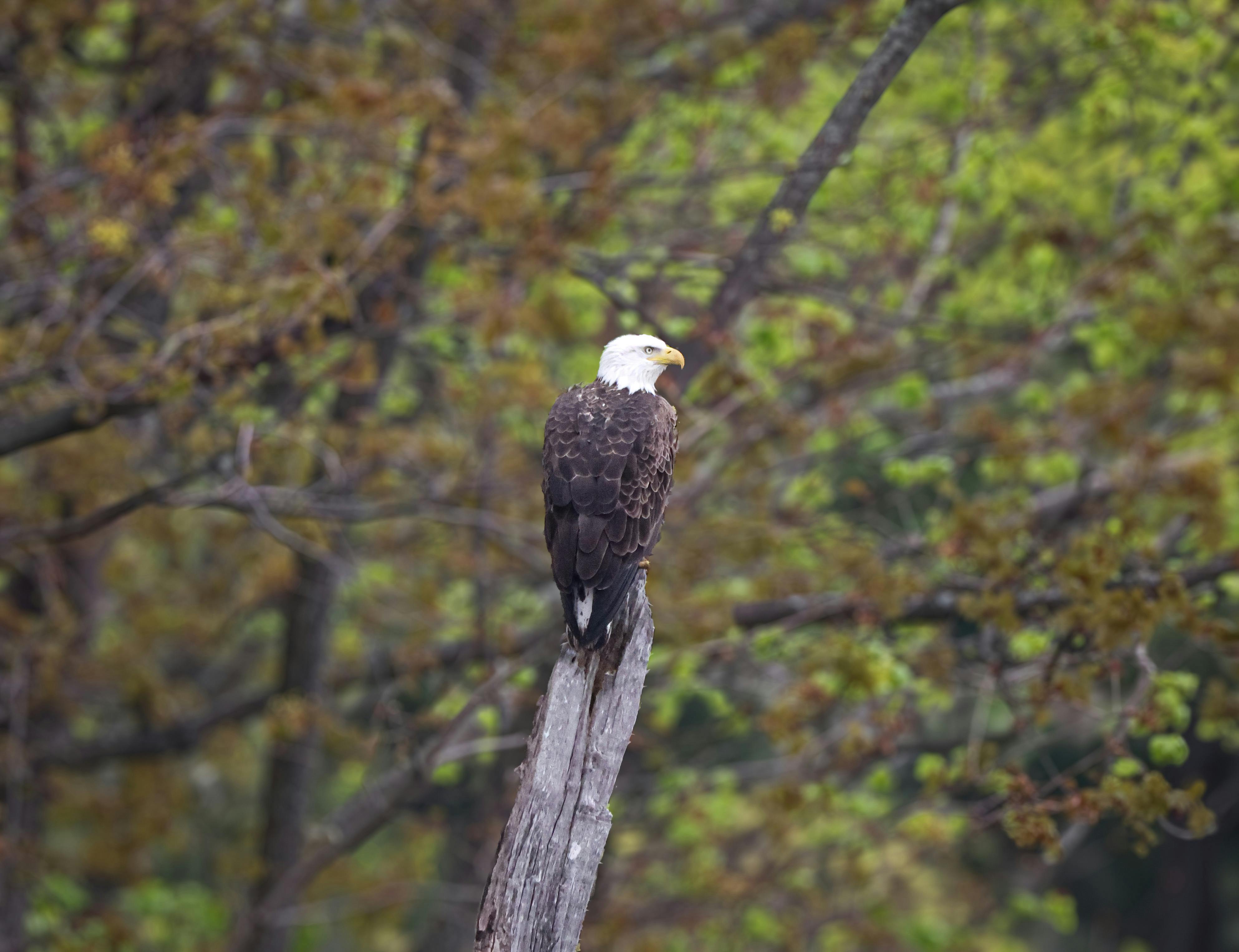 Southern Bald Eagle · Free Stock Photo