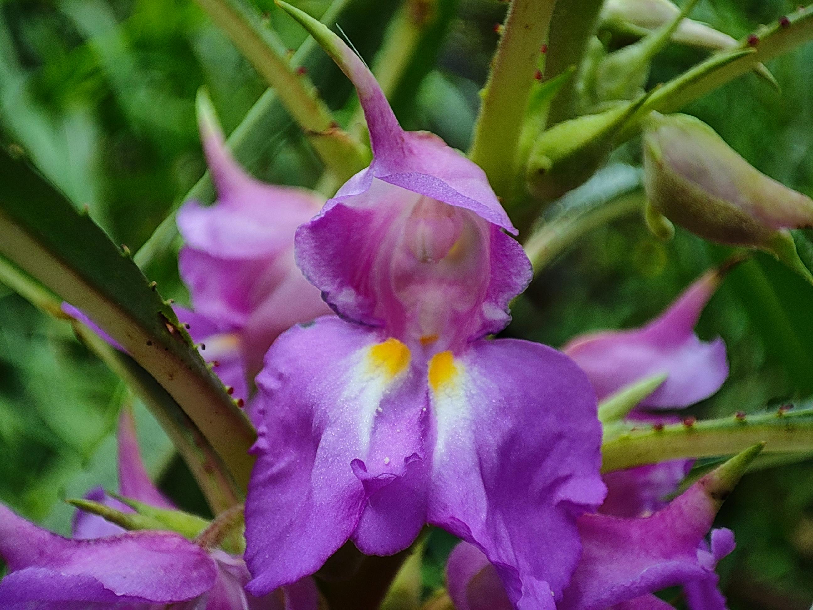 Rushikesh Shinde - Photography