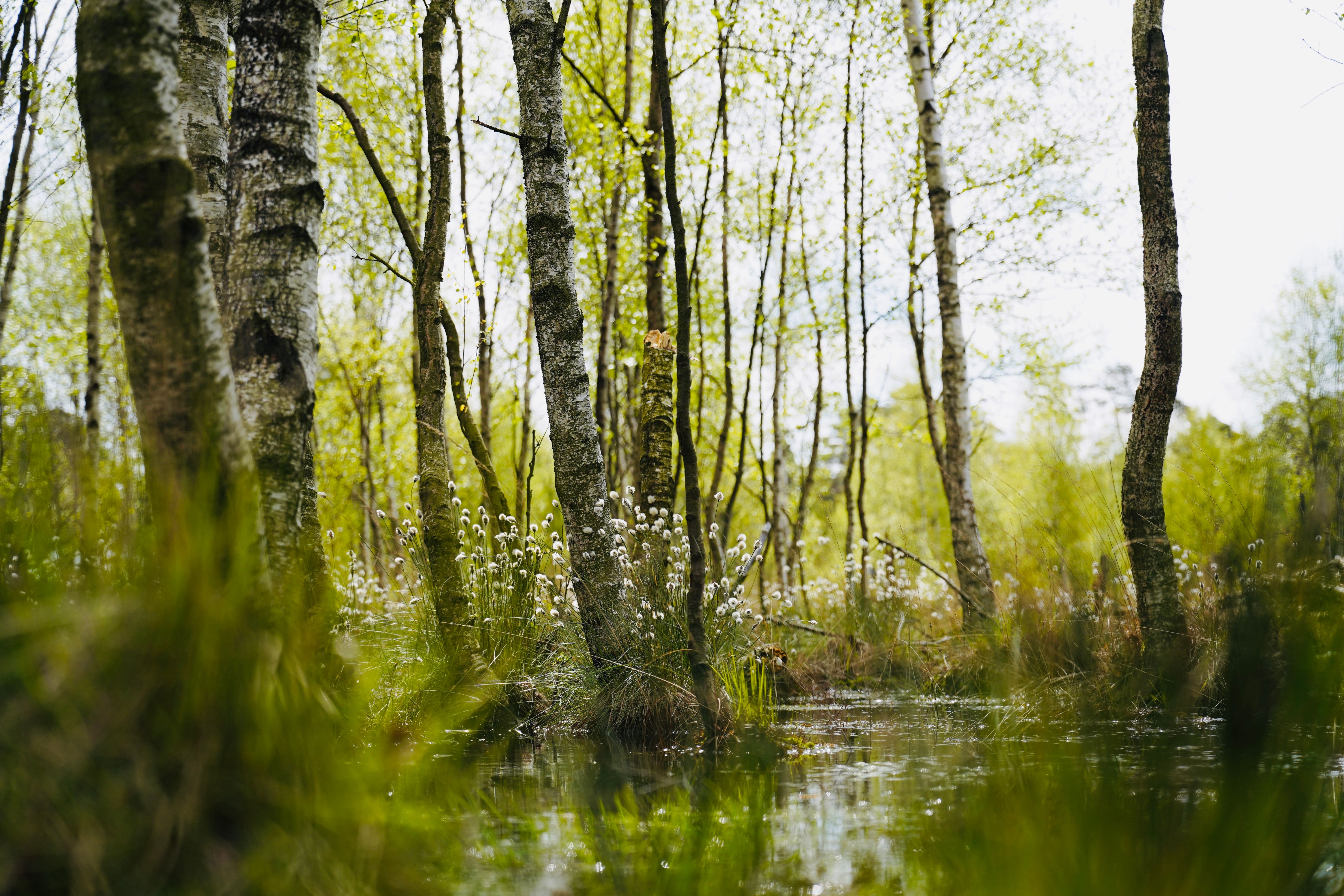 Swam in Forest · Free Stock Photo