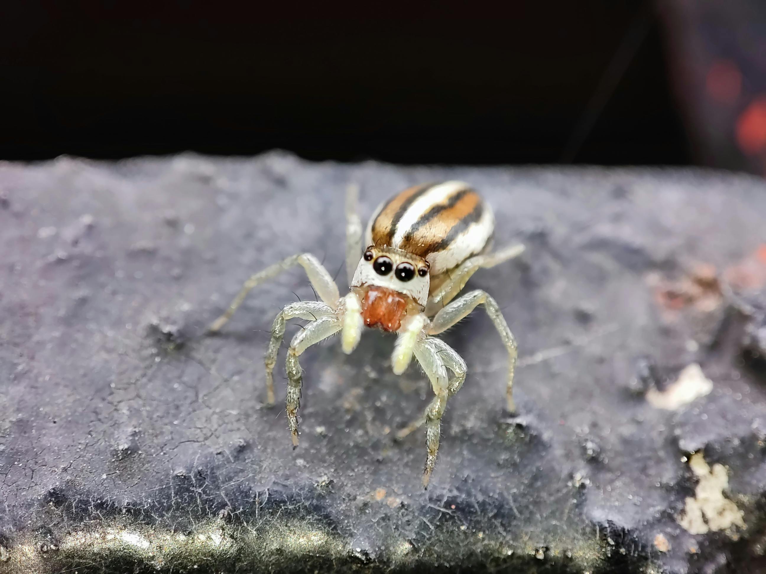 Rushikesh Shinde - Photography