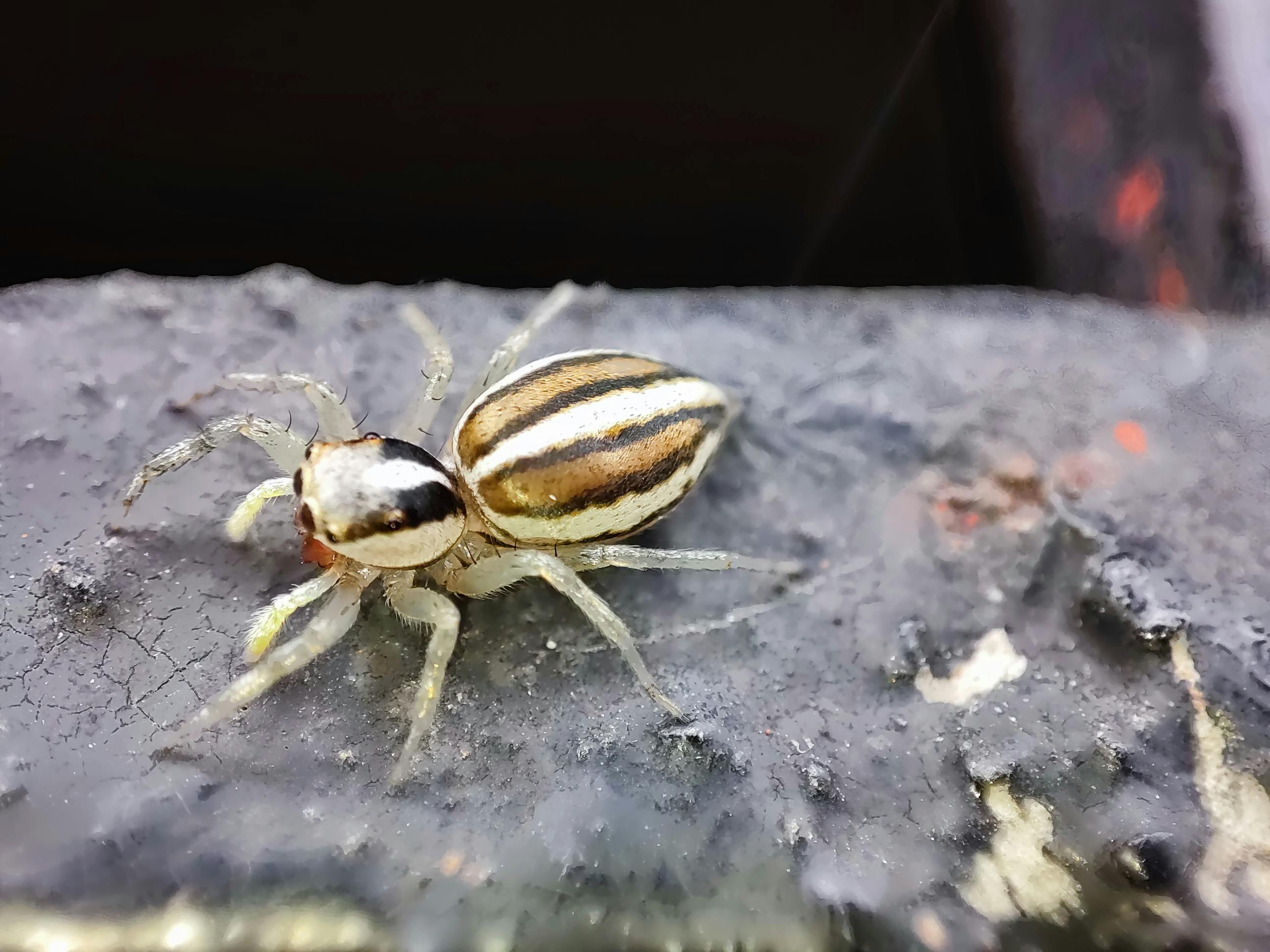 Rushikesh Shinde - Photography