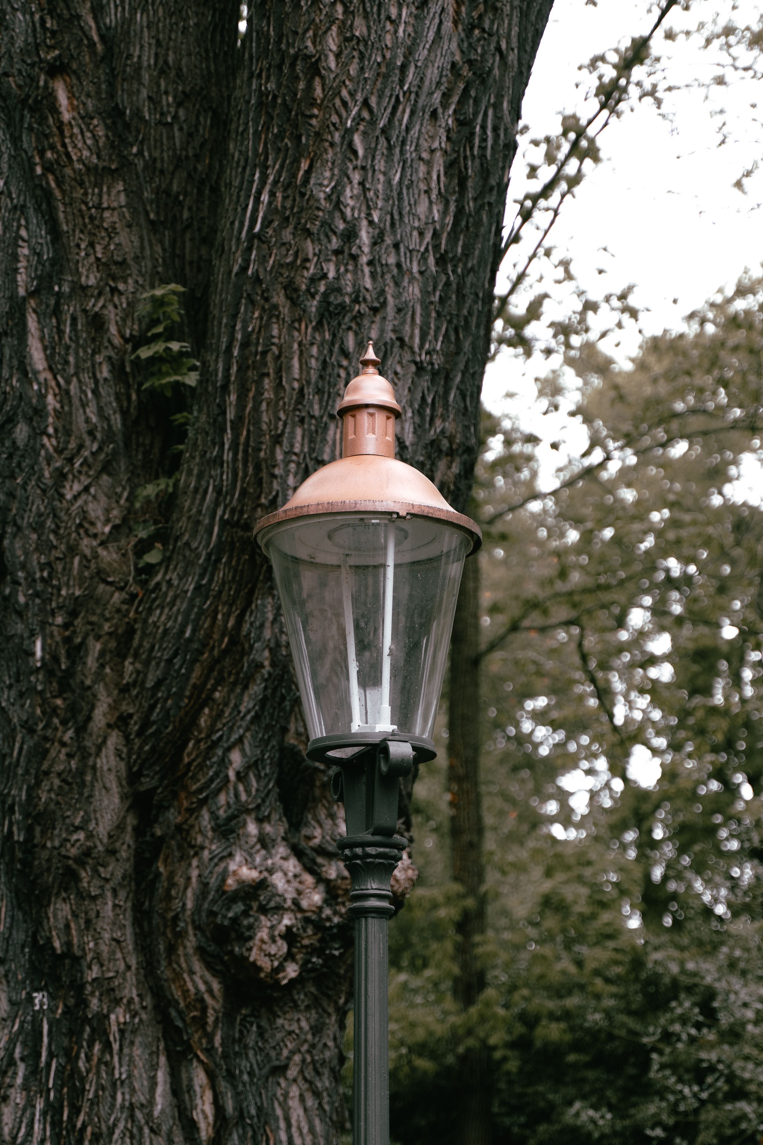 Street Lamp by Tree in Park in Zittau, Germany · Free Stock Photo