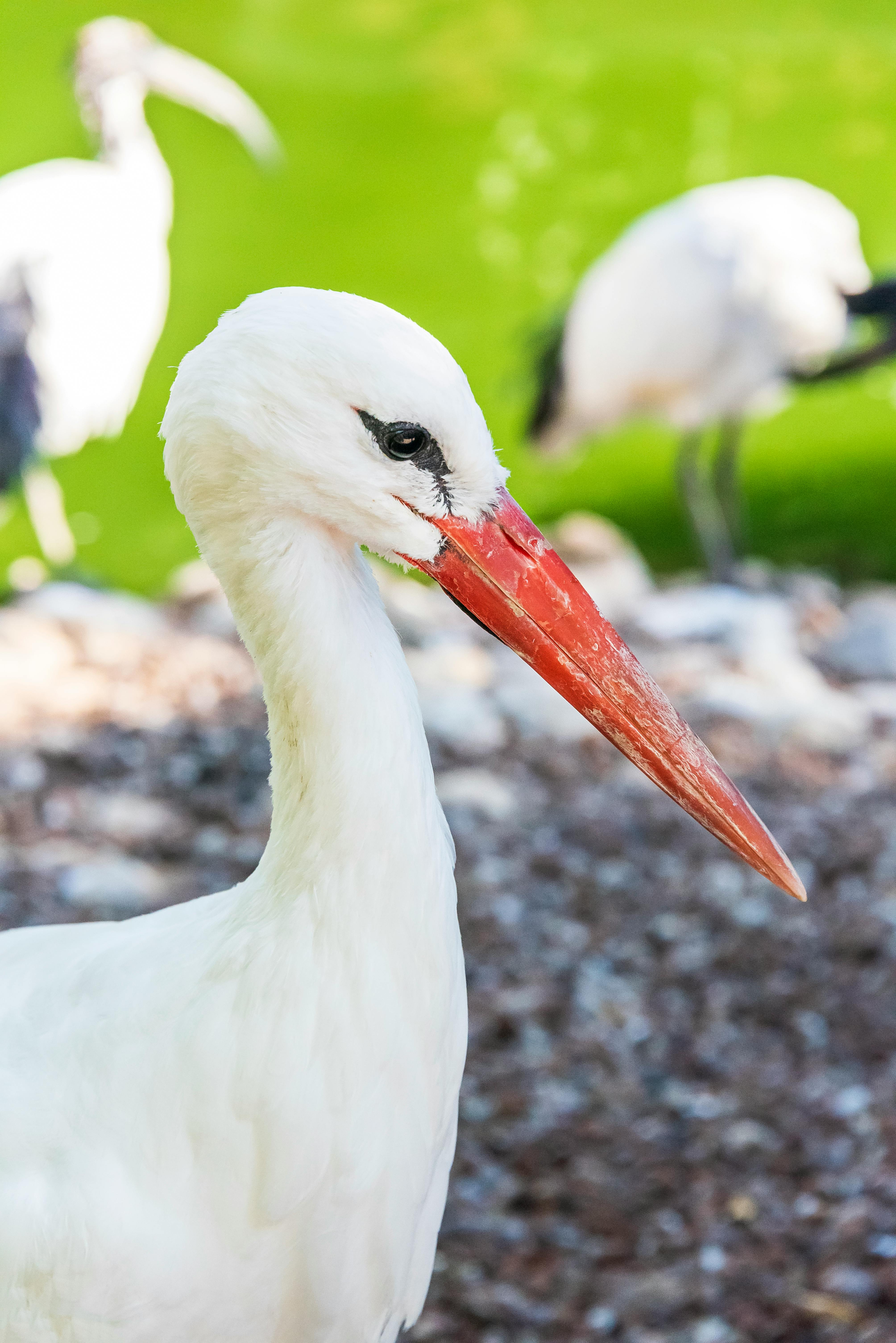 White Stork in Side View · Free Stock Photo