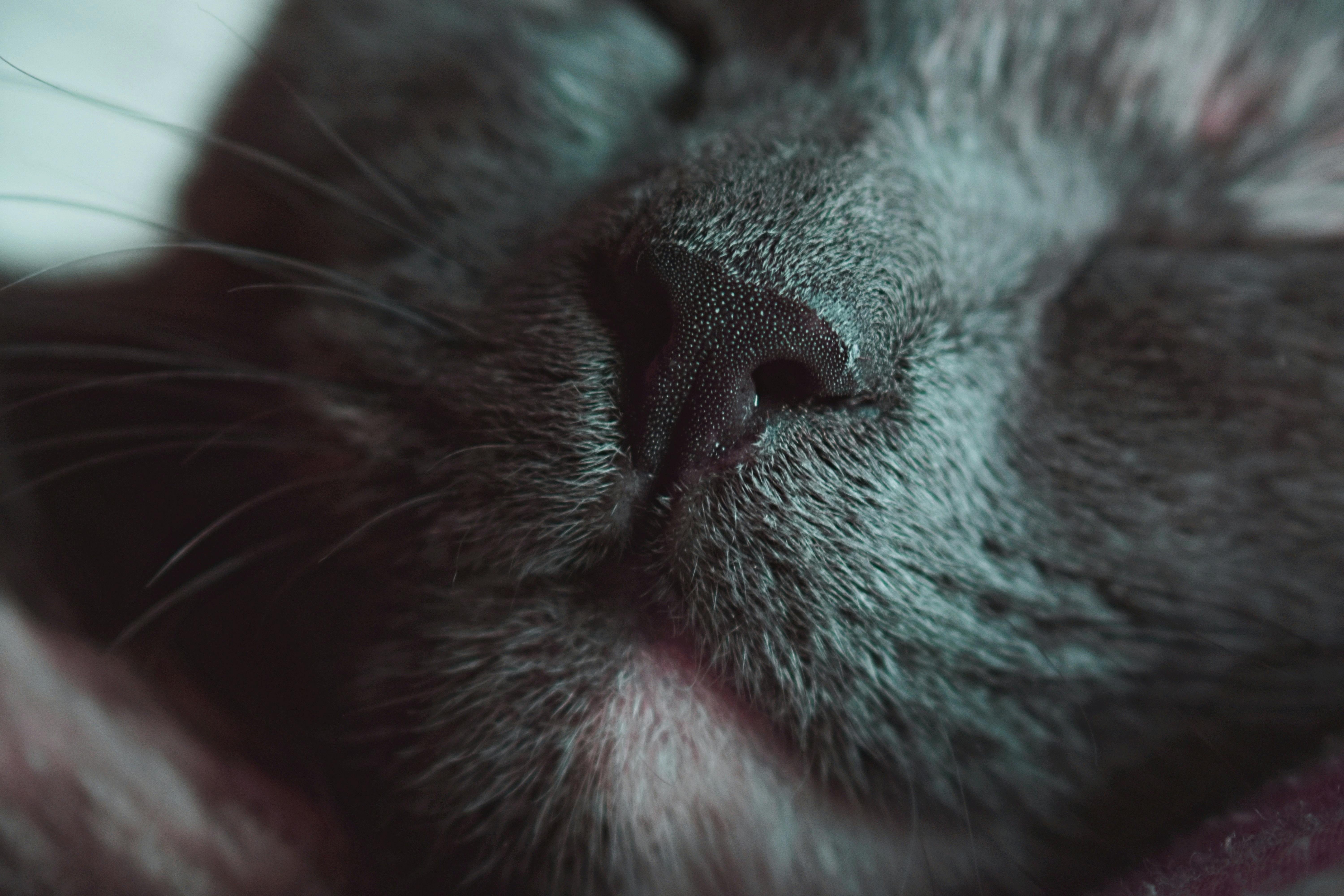Close-up Photo of Black Cats Snout · Free Stock Photo