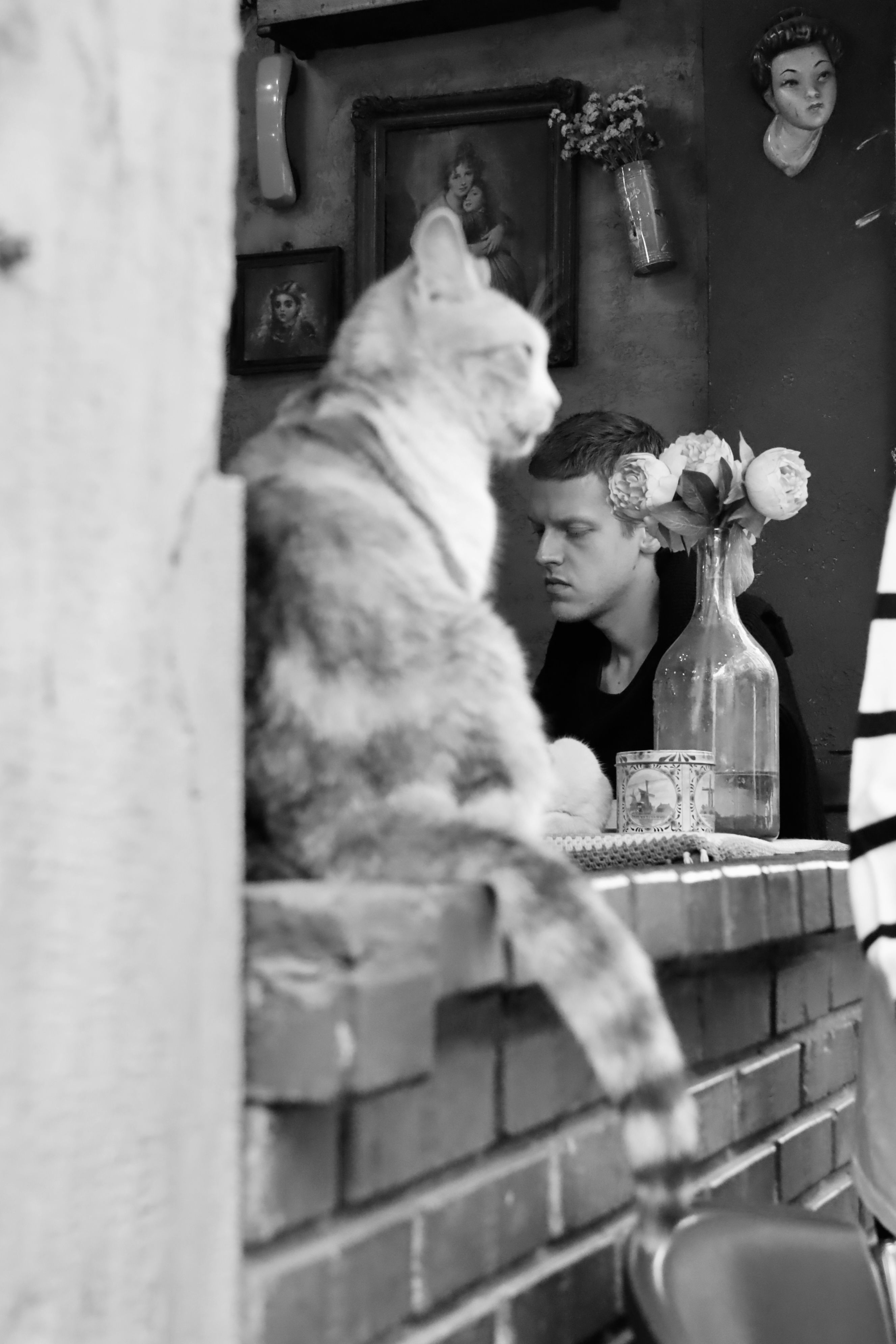A Cat Sitting on a Half Wall of a Cafe · Free Stock Photo