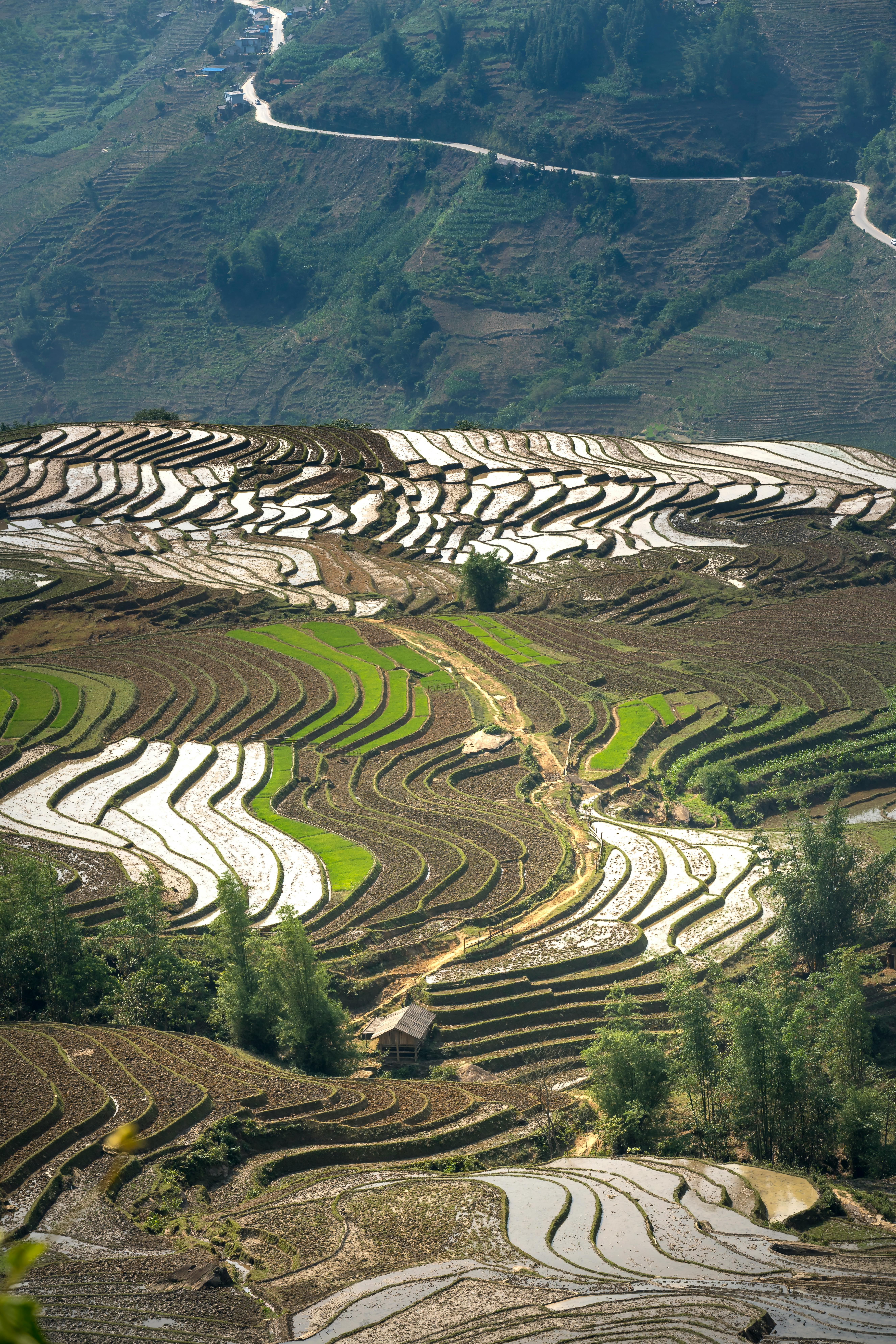 Free stock photo from Quang · Pexels