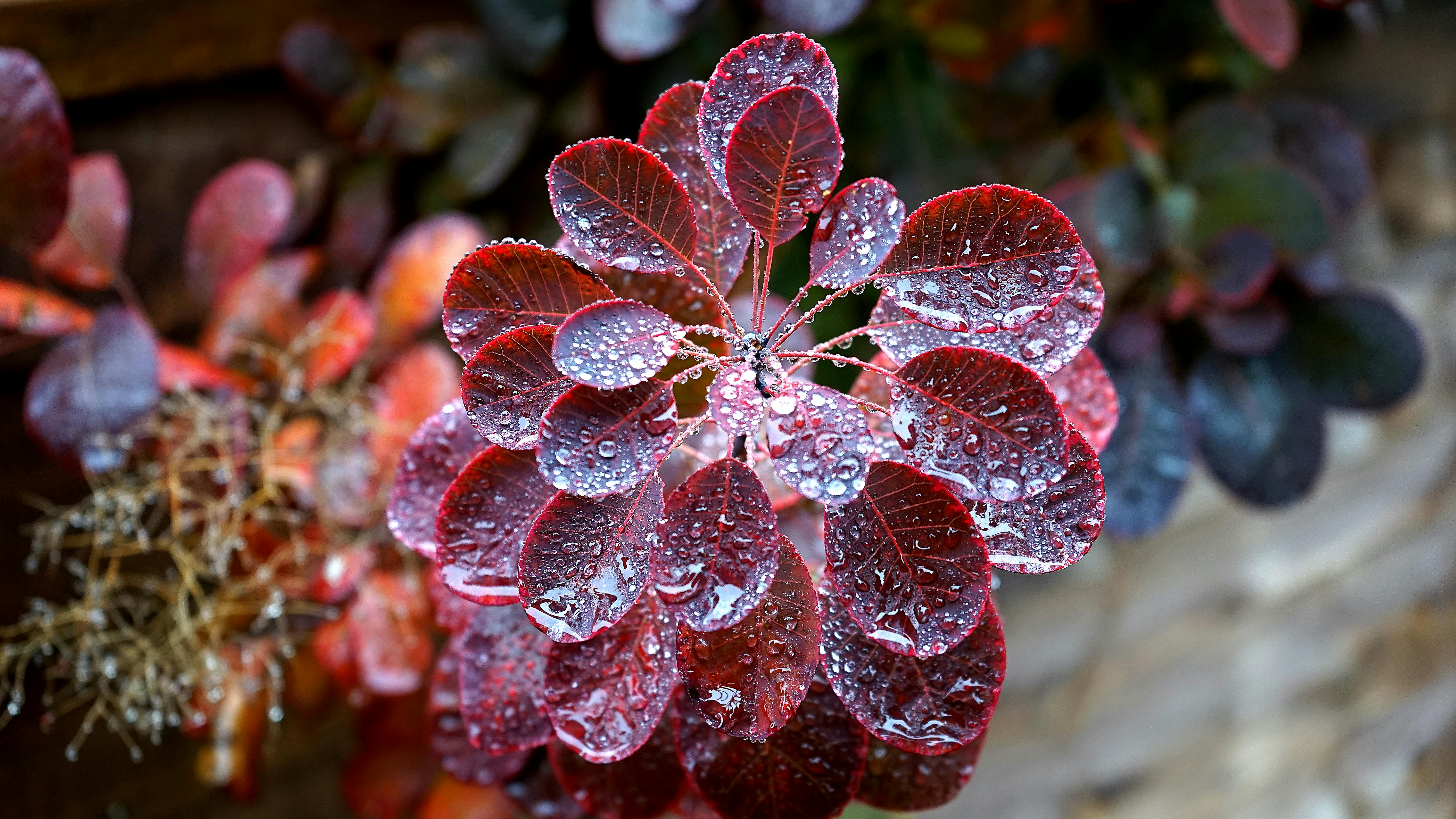 Red Leafed Plant Closeup Photography · Free Stock Photo