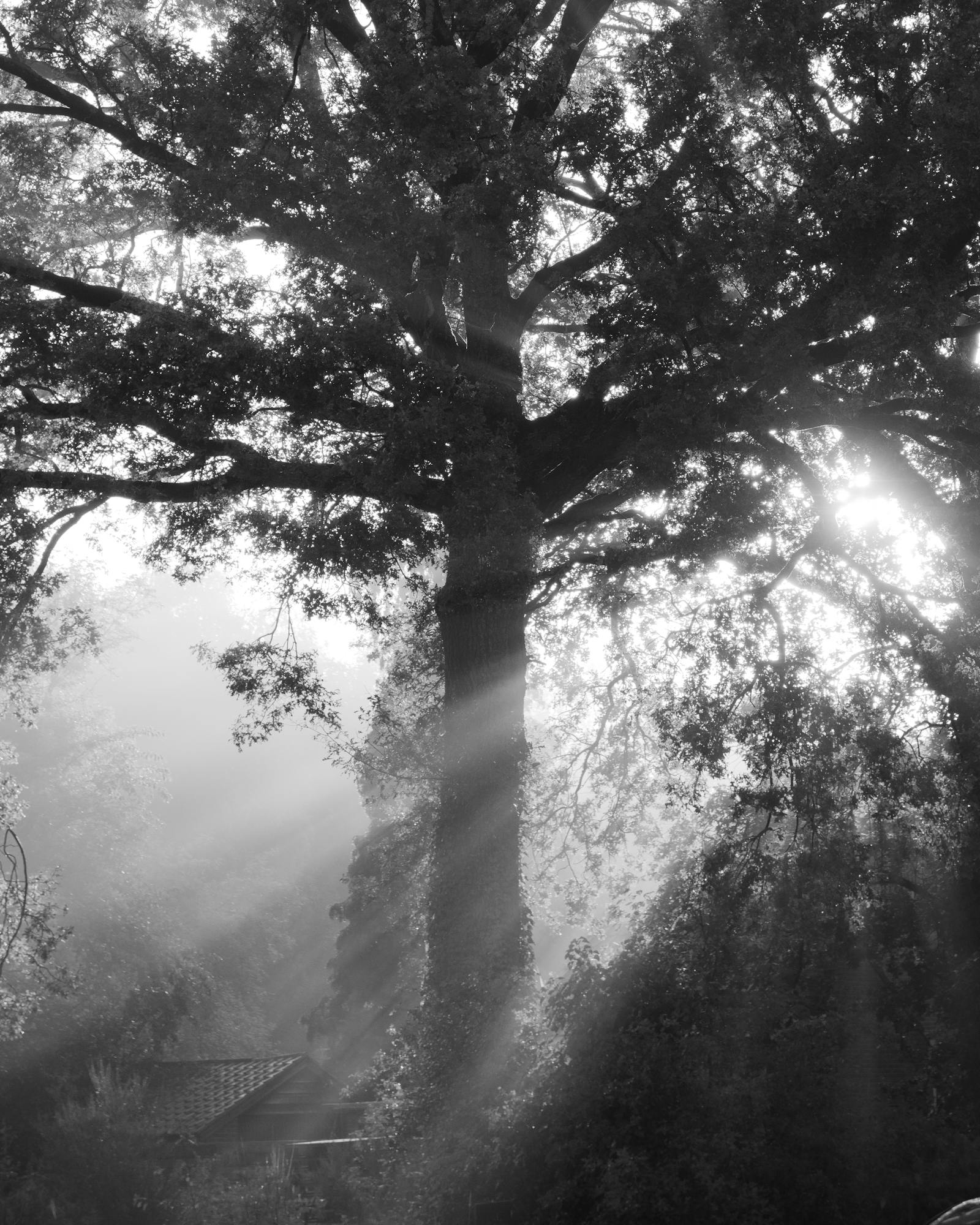 Sun Trees Photos, Download The BEST Free Sun Trees Stock Photos & HD Images