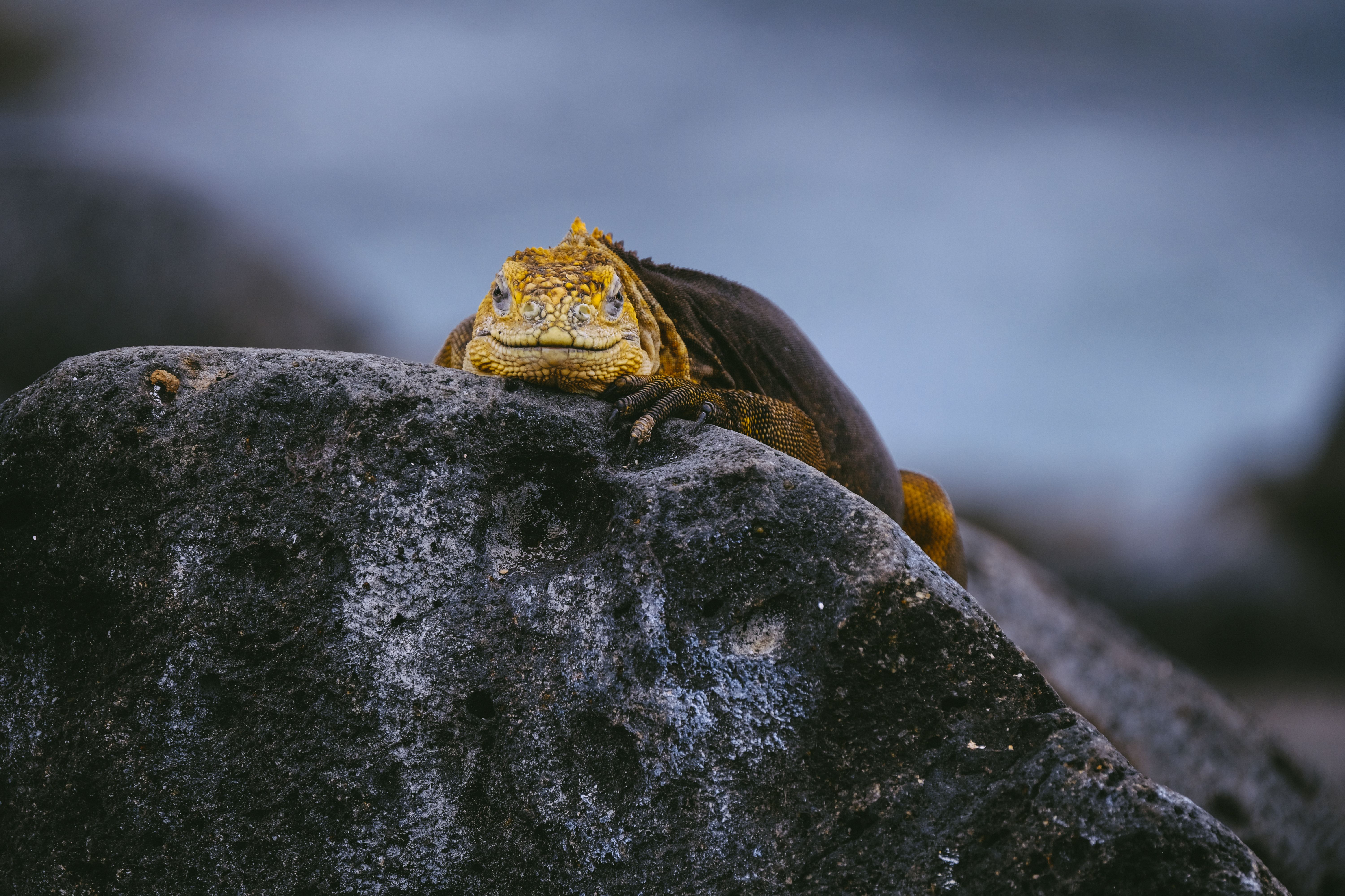 Yellow Lizard on Gray Stone · Free Stock Photo