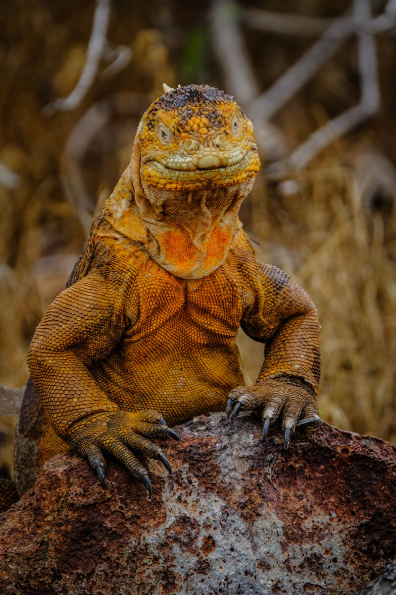 Reptile Photos, Download The BEST Free Reptile Stock Photos & HD Images