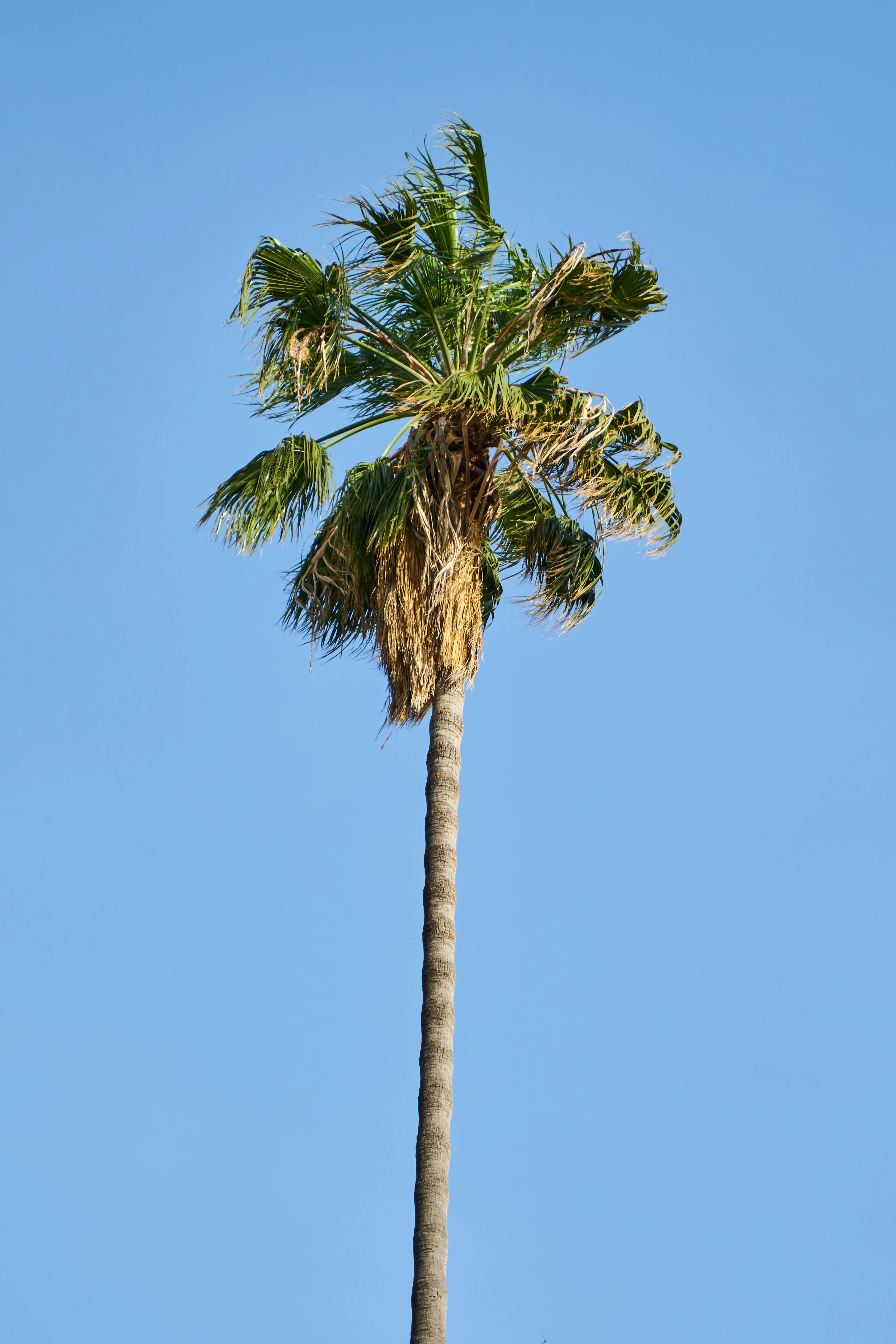 Photo of Coconut Tree During Daytime · Free Stock Photo