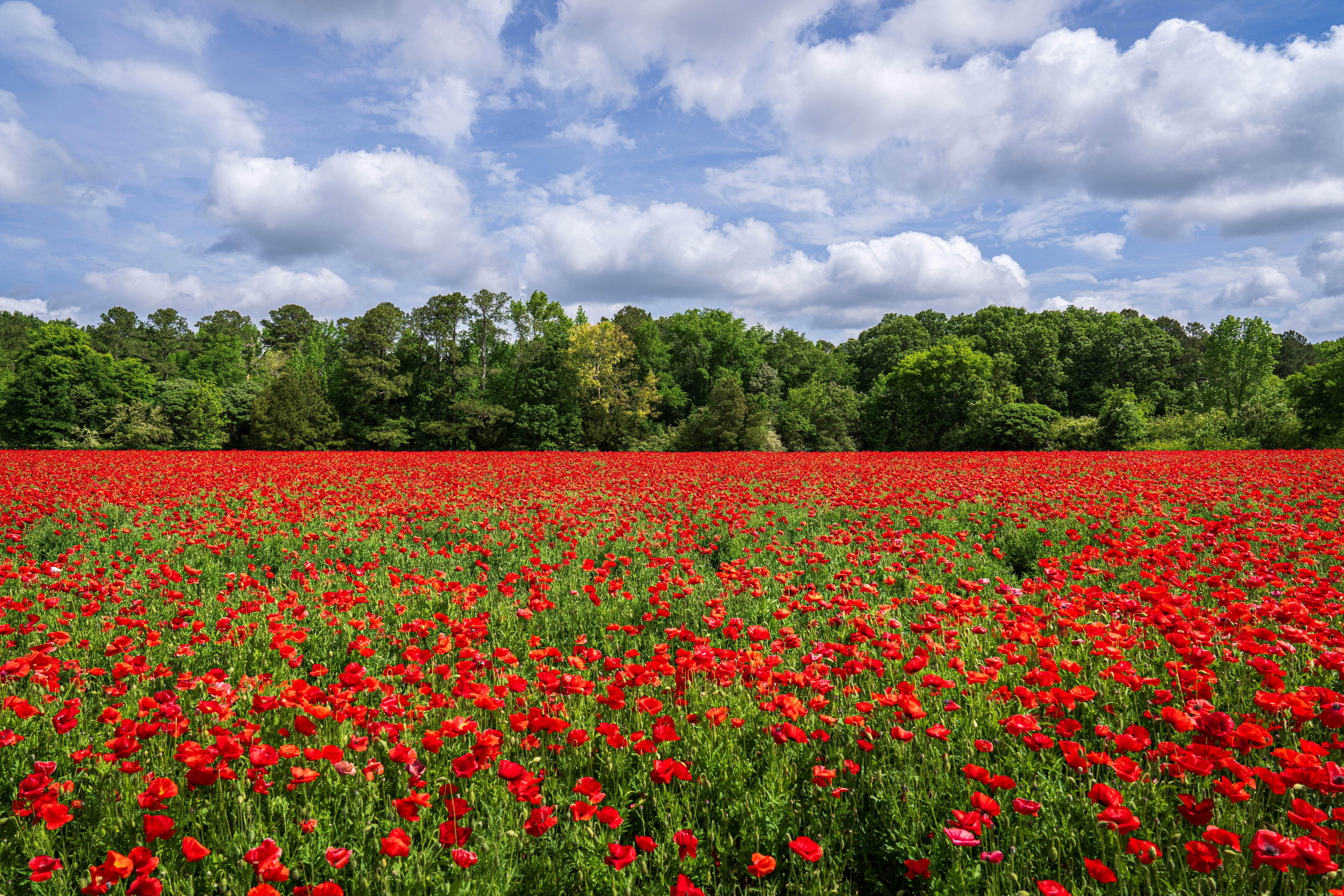Poppy Field in Countryside · Free Stock Photo