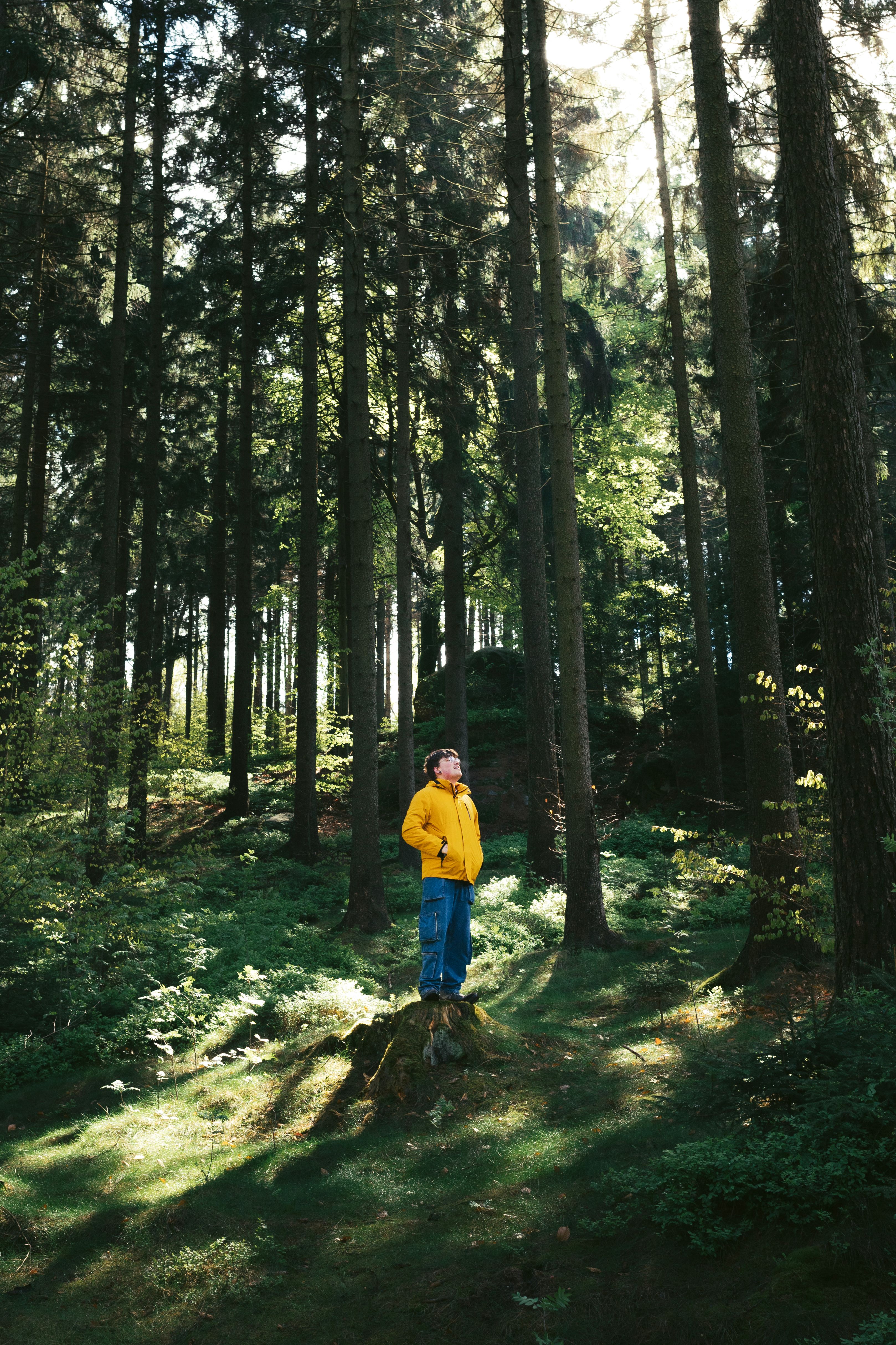 Man in Forest in Zittau Mountain Nature Park in Germany · Free Stock Photo