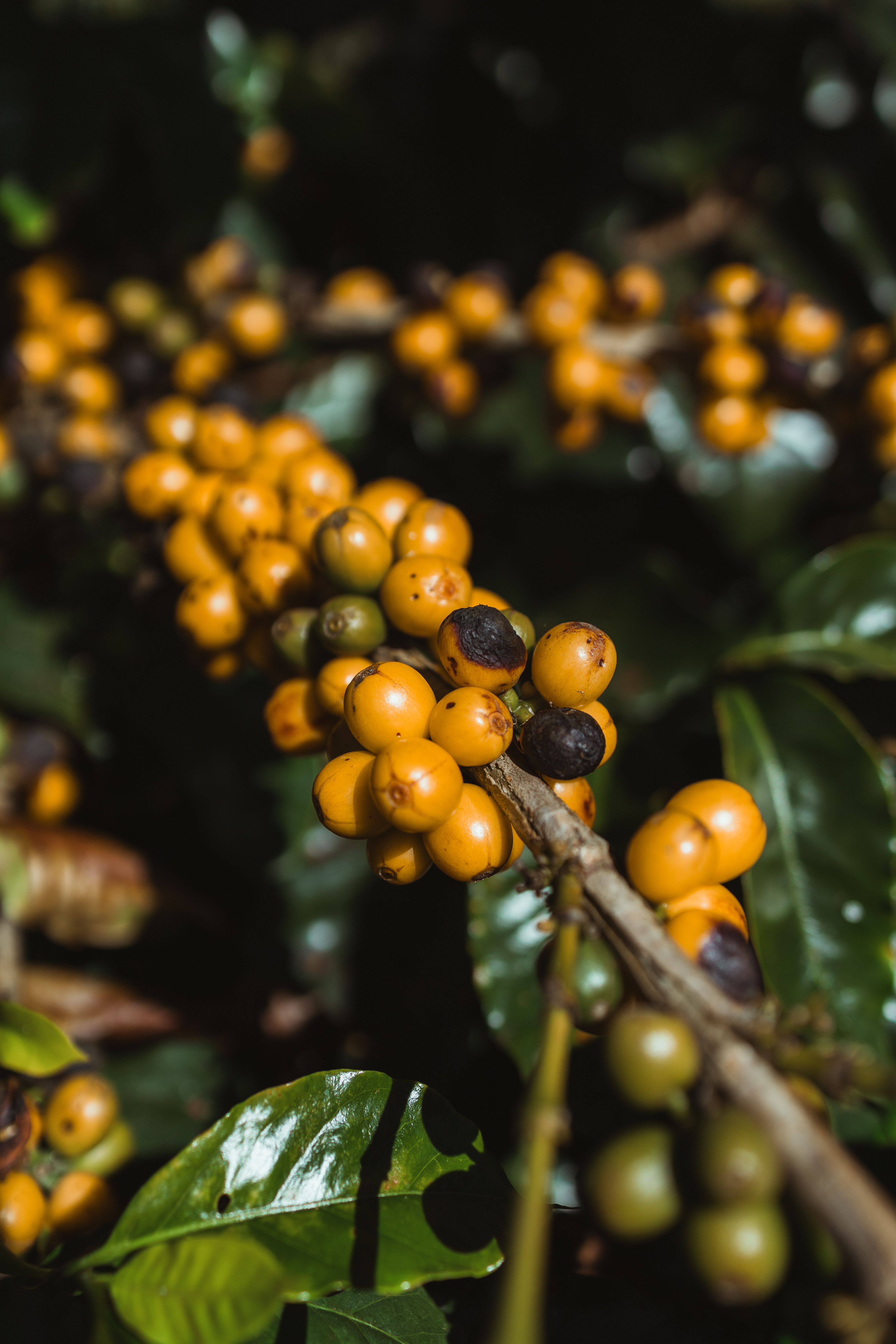 Pé de café · Free Stock Photo