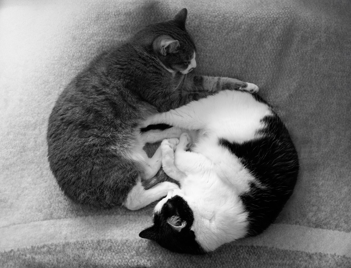 Cats Snuggling Photos, Download The BEST Free Cats Snuggling Stock ...