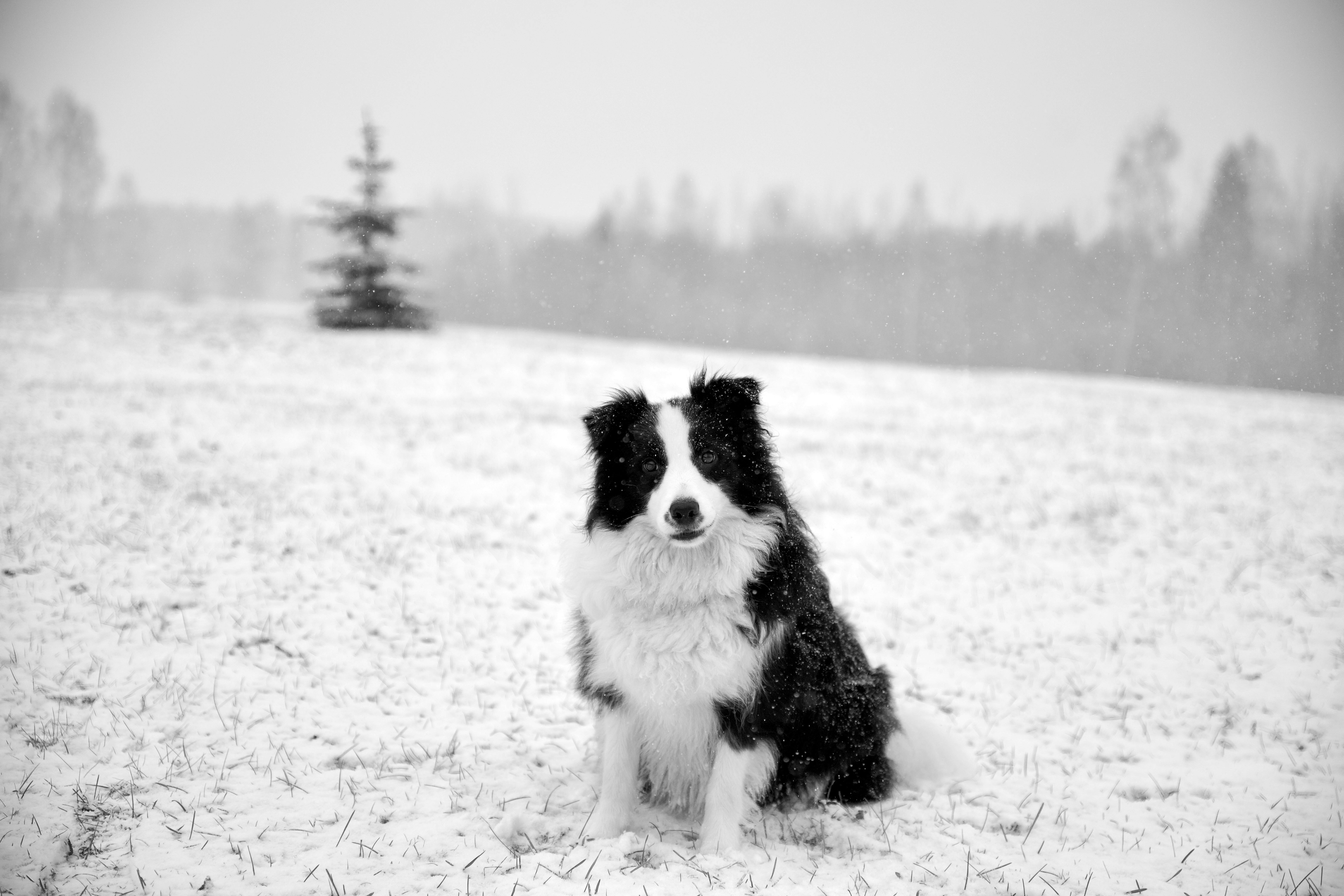 Border Collie in Snowy Winter Countryside · Free Stock Photo