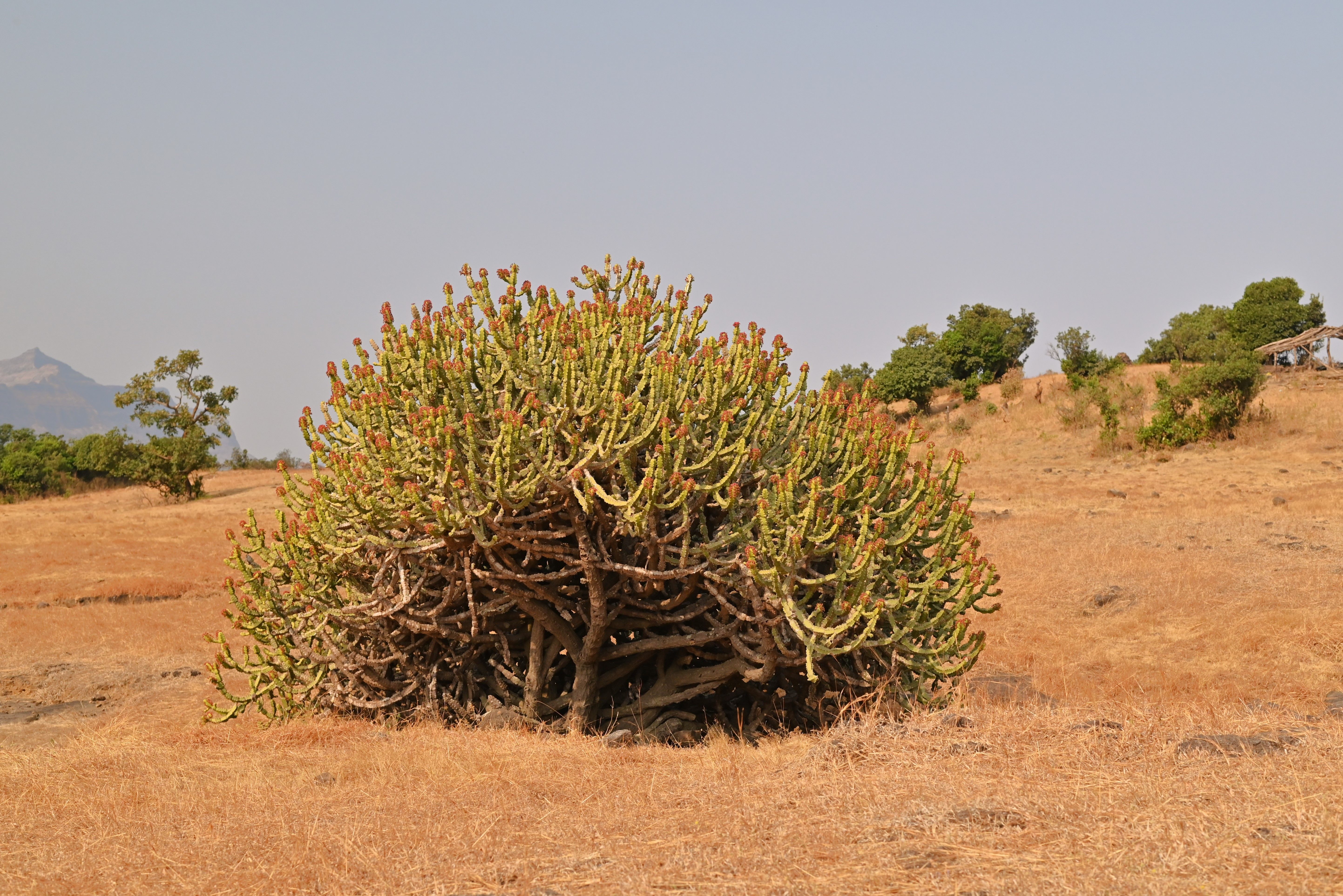 Bush India Photos, Download The BEST Free Bush India Stock Photos & HD ...