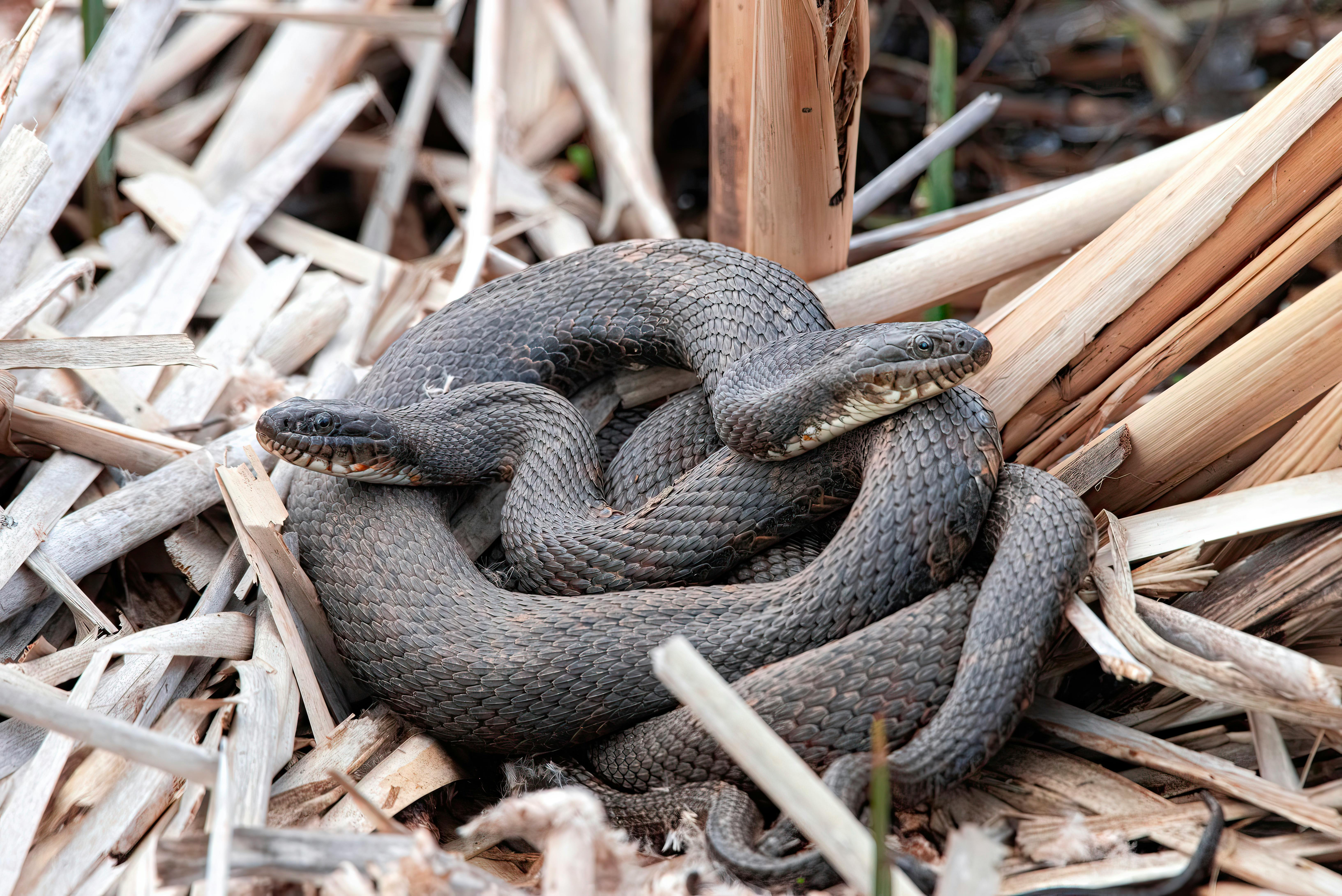 Intertwined Snakes on Chopped Bamboo · Free Stock Photo