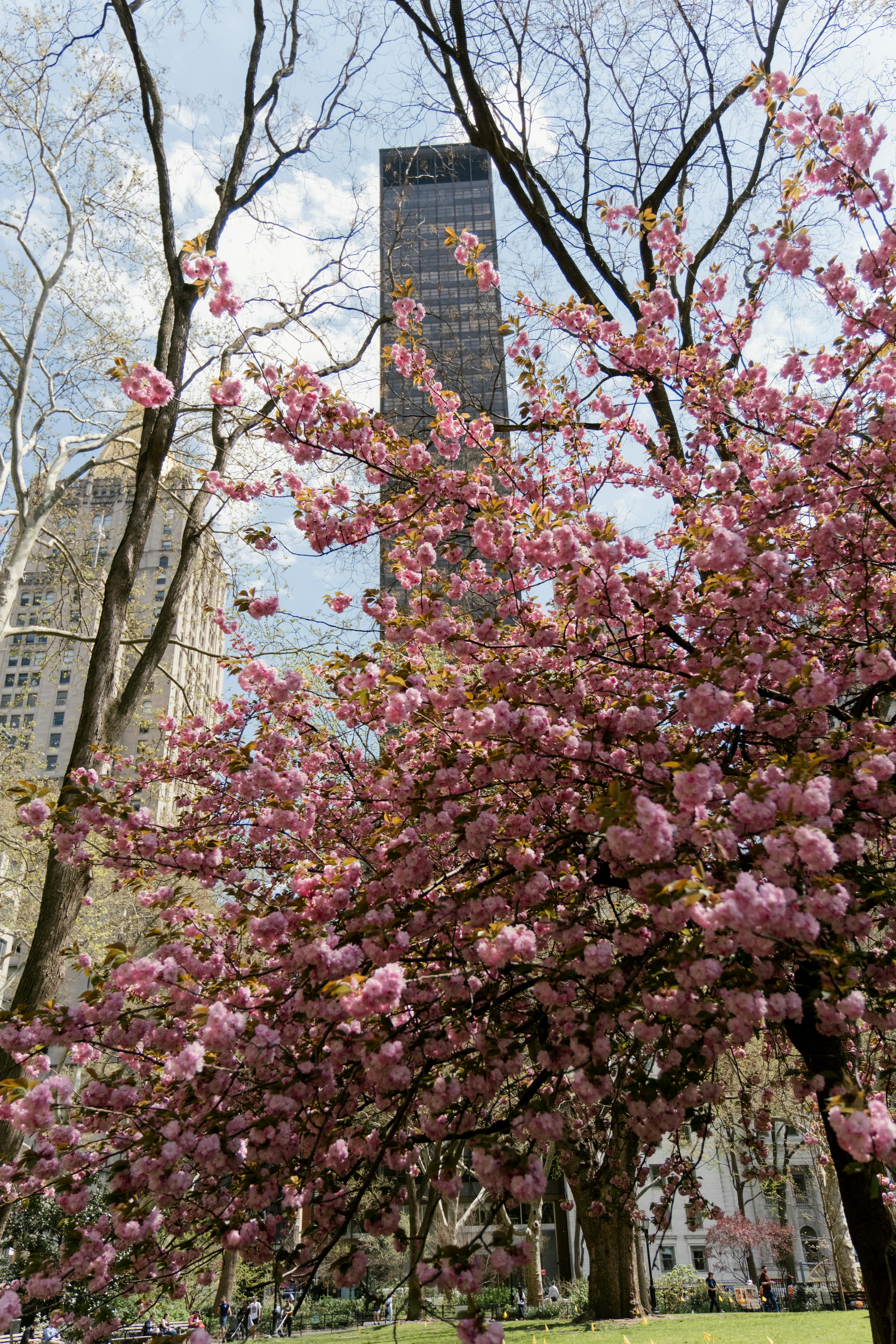 Spring In New York Photos, Download The BEST Free Spring In New York ...