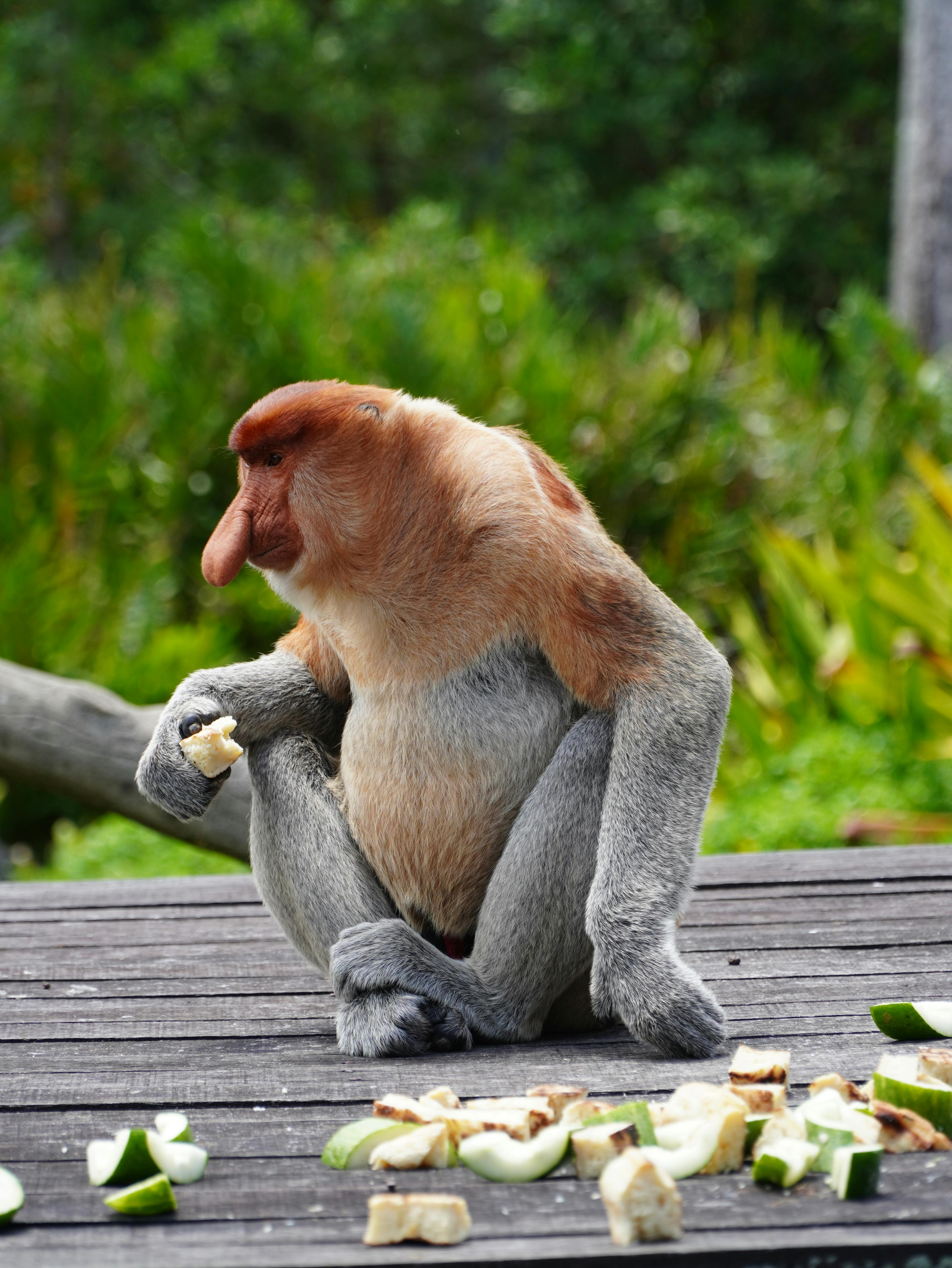 Long-nosed Monkey Sitting in a Zoo Enclosure · Free Stock Photo