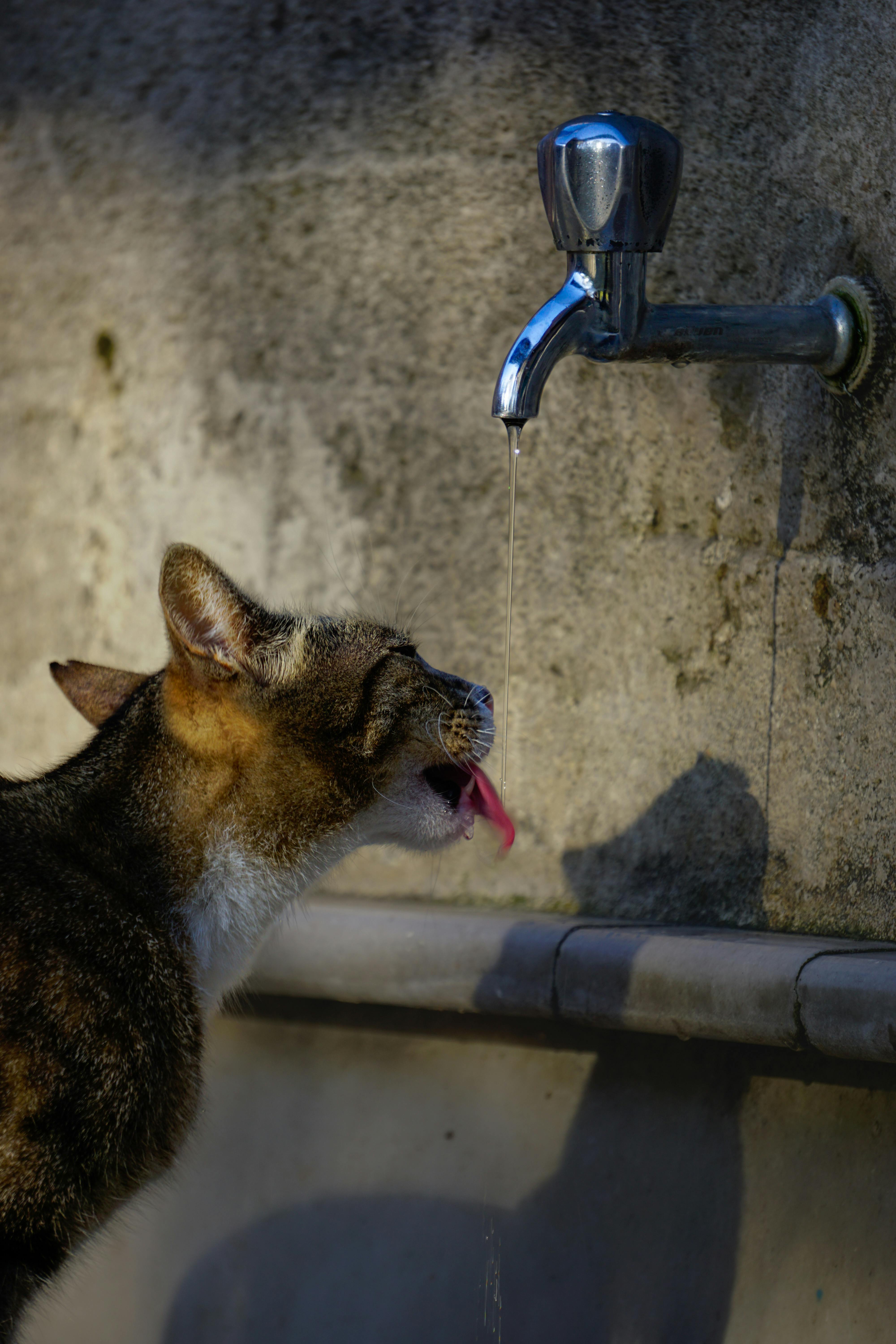 A Cat Drinking Water Dripping from a Faucet · Free Stock Photo