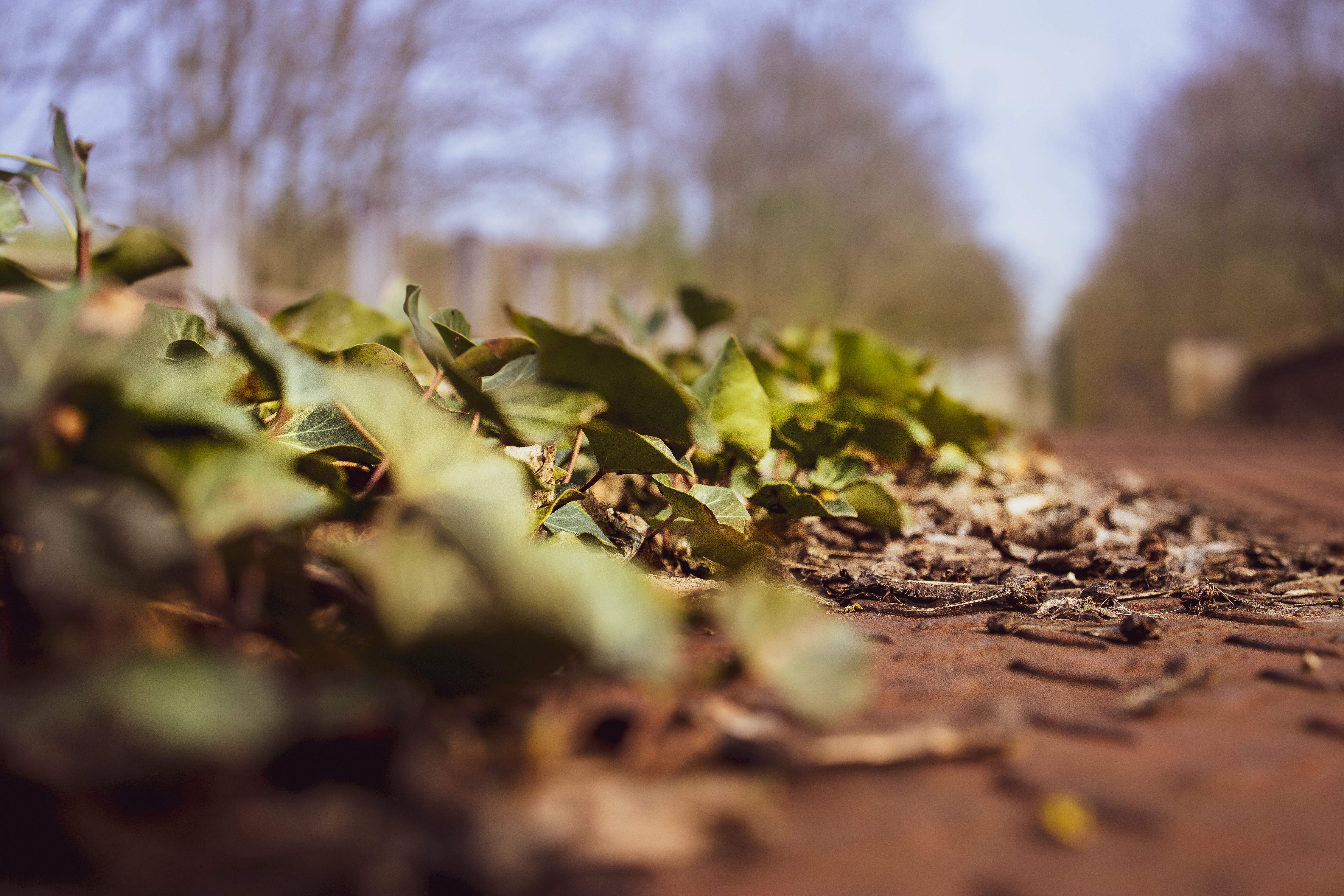 Green Grass in Tilt Shift Lens Photography · Free Stock Photo