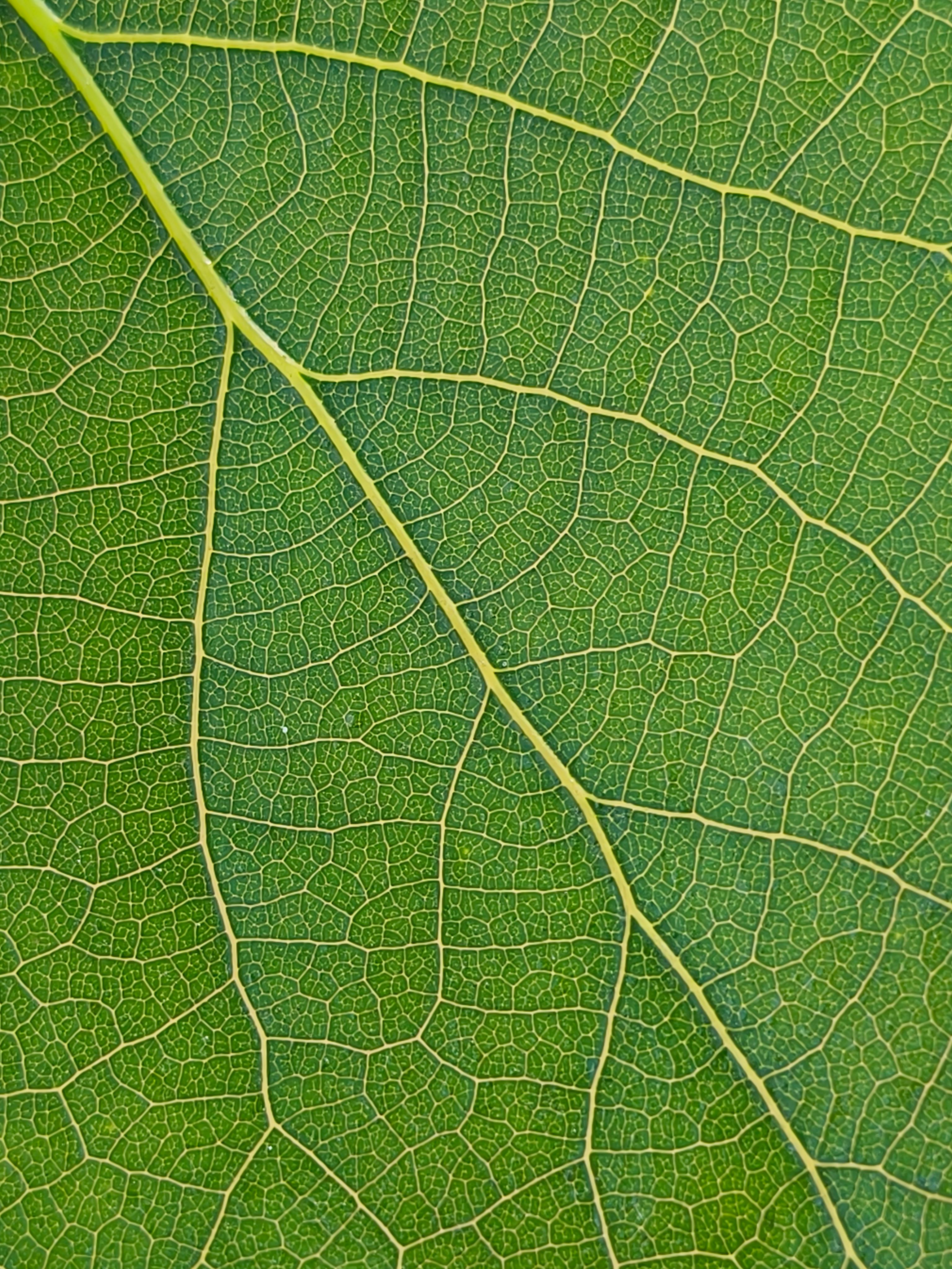 Foto de stock gratuita sobre al aire libre, anatomia vegetal, belleza ...