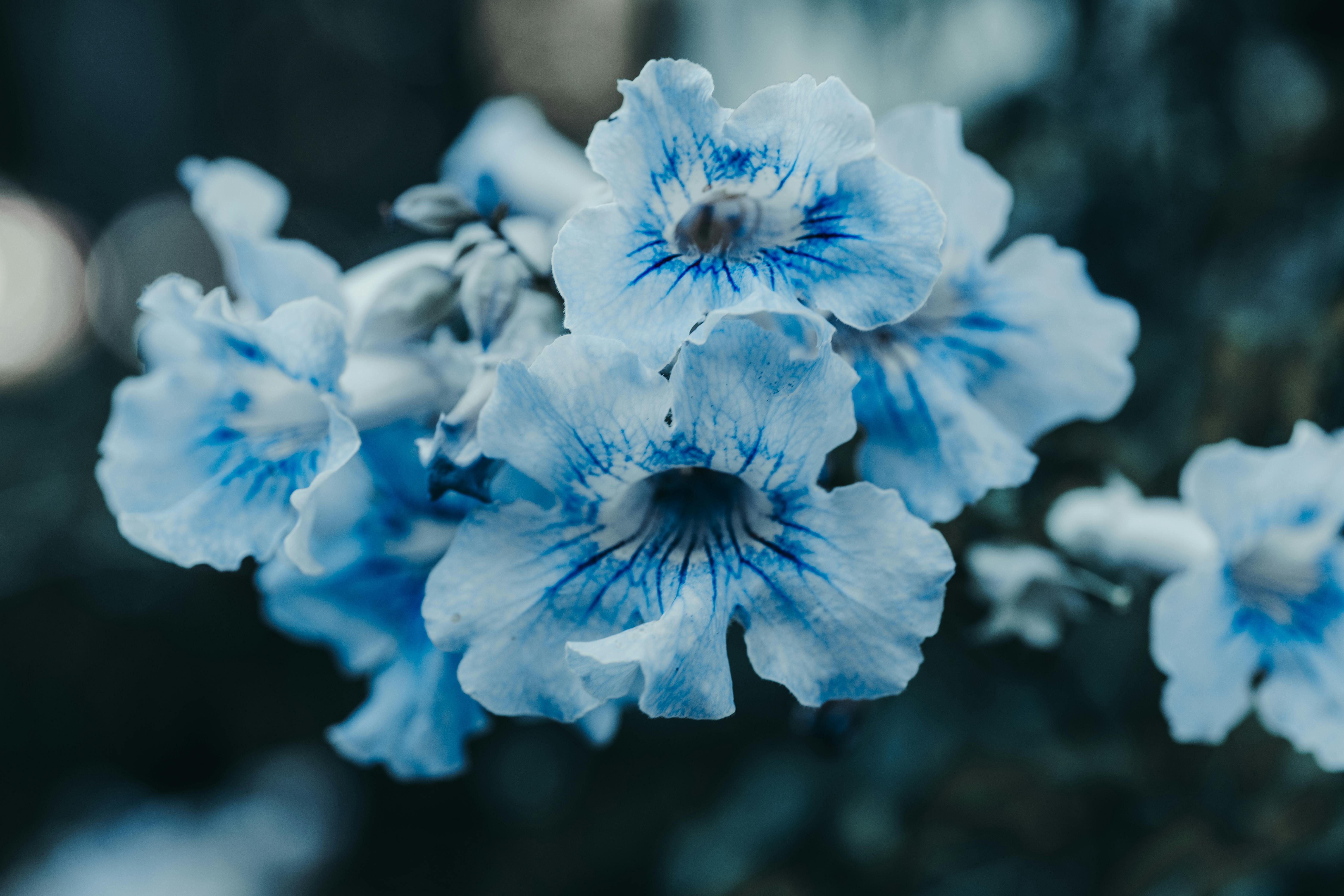 Delicate Blue Flowers · Free Stock Photo