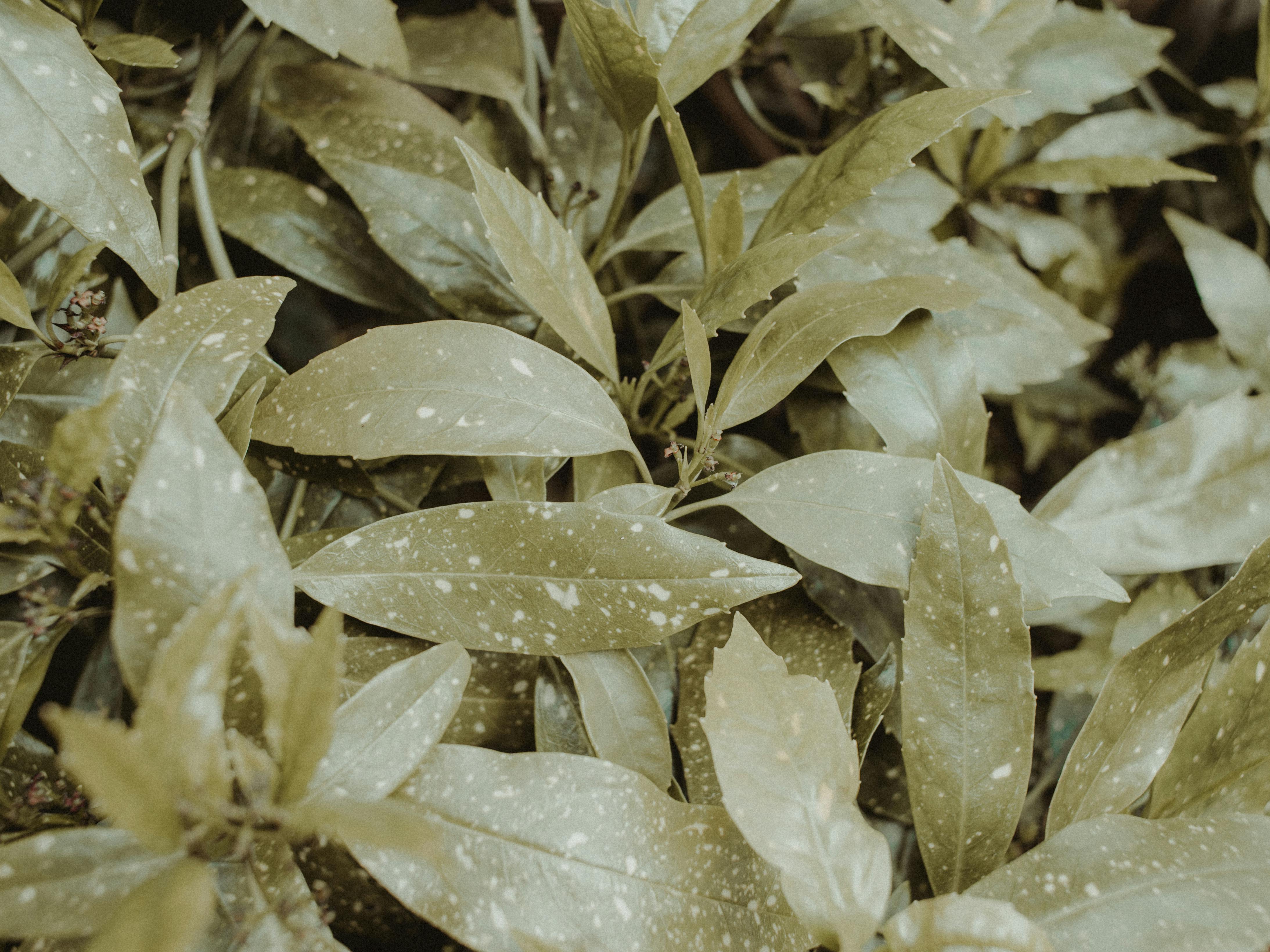 Green Leafed Leaves · Free Stock Photo