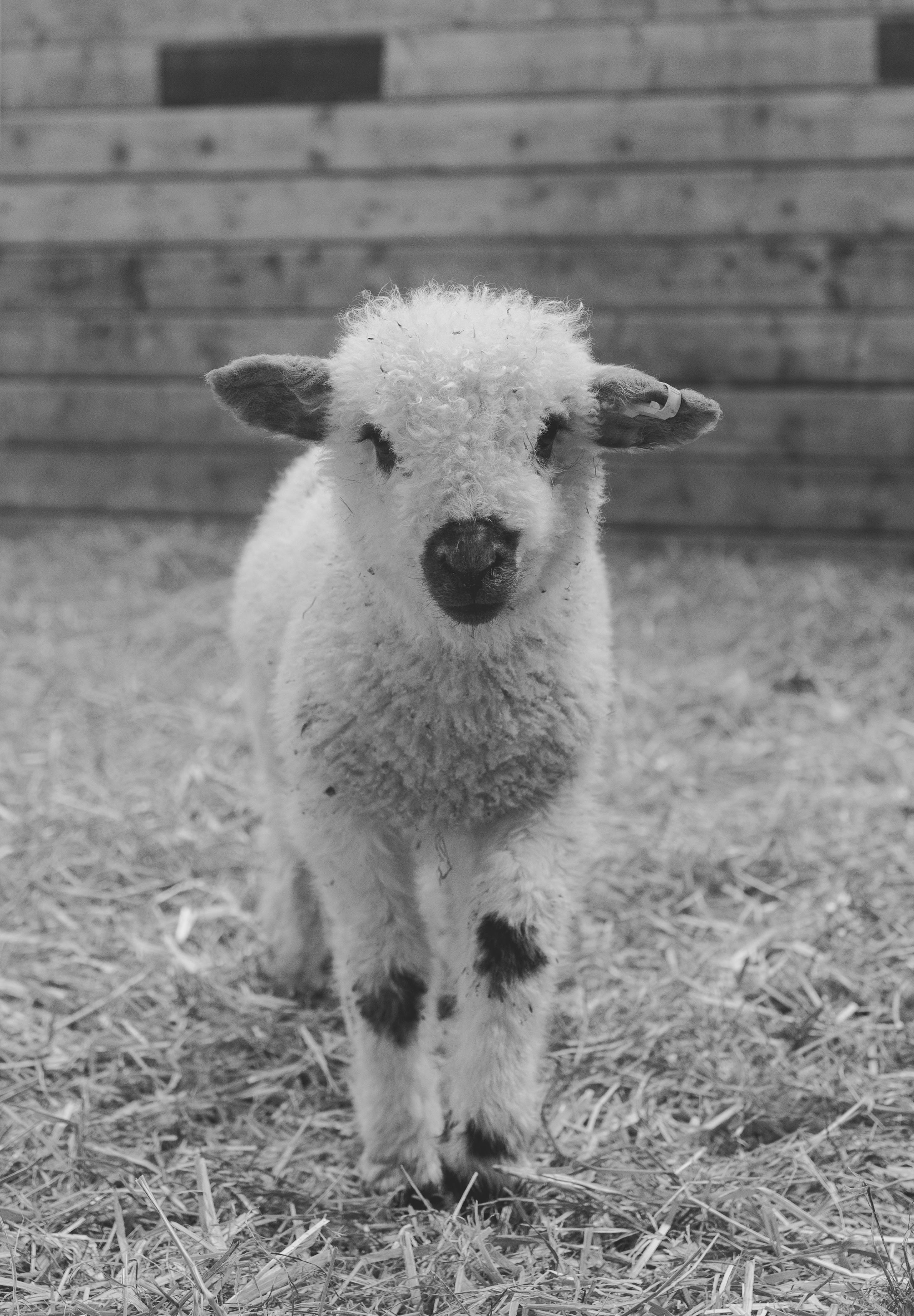 White Coated Lamb · Free Stock Photo