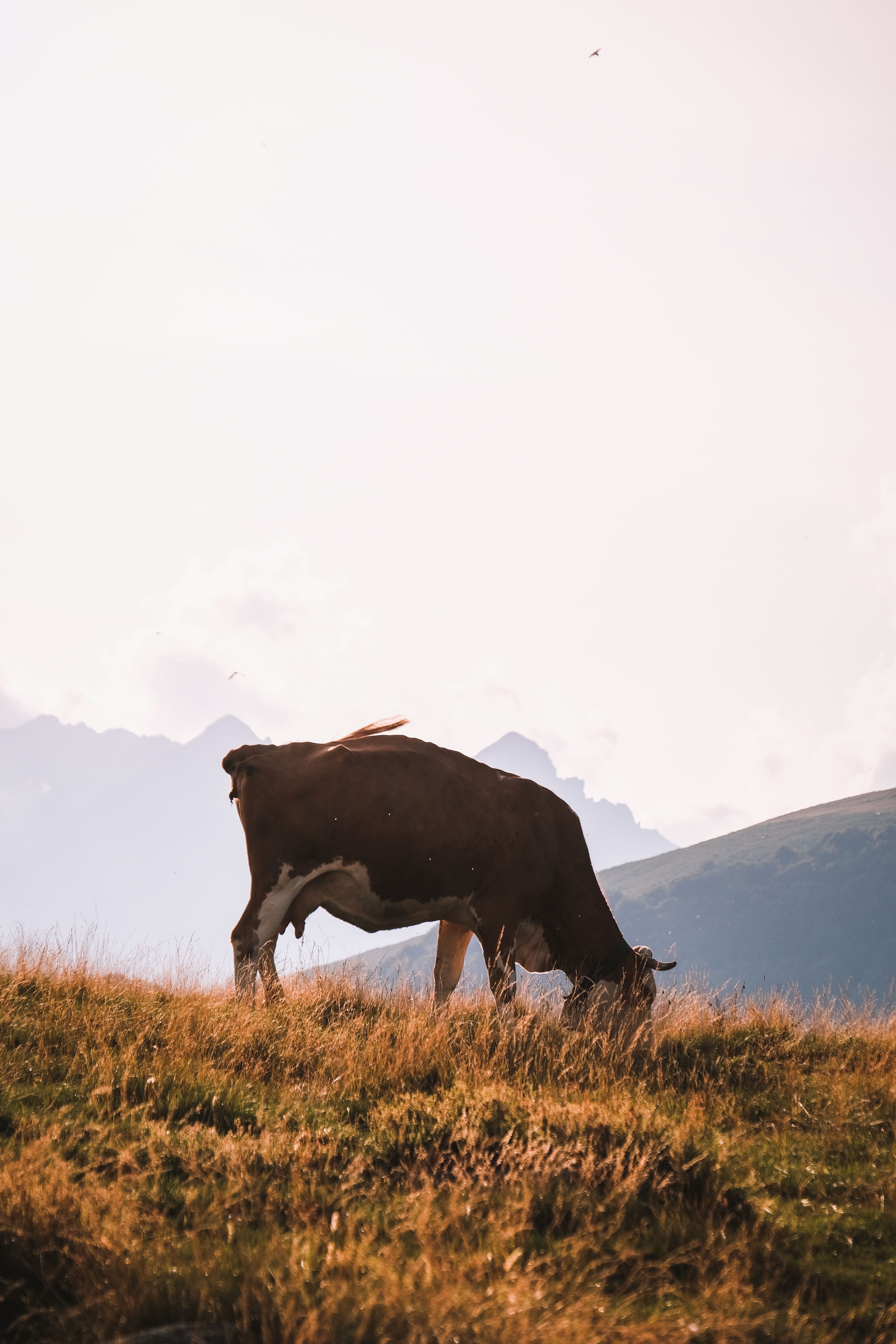 A Cow on the Hill · Free Stock Photo