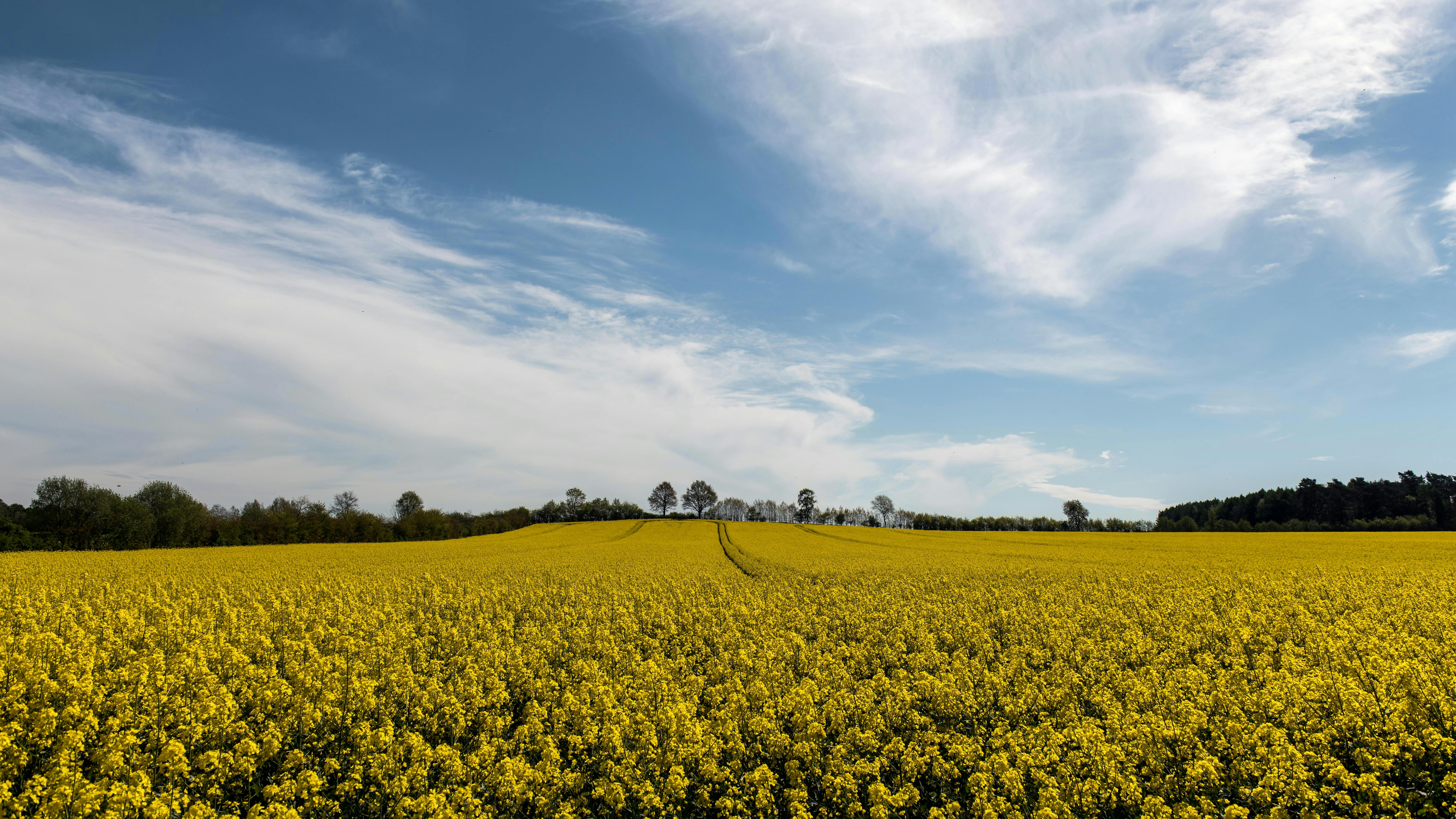 Foto stok gratis tentang agrikultura, alam, awan, bagus, berbunga ...