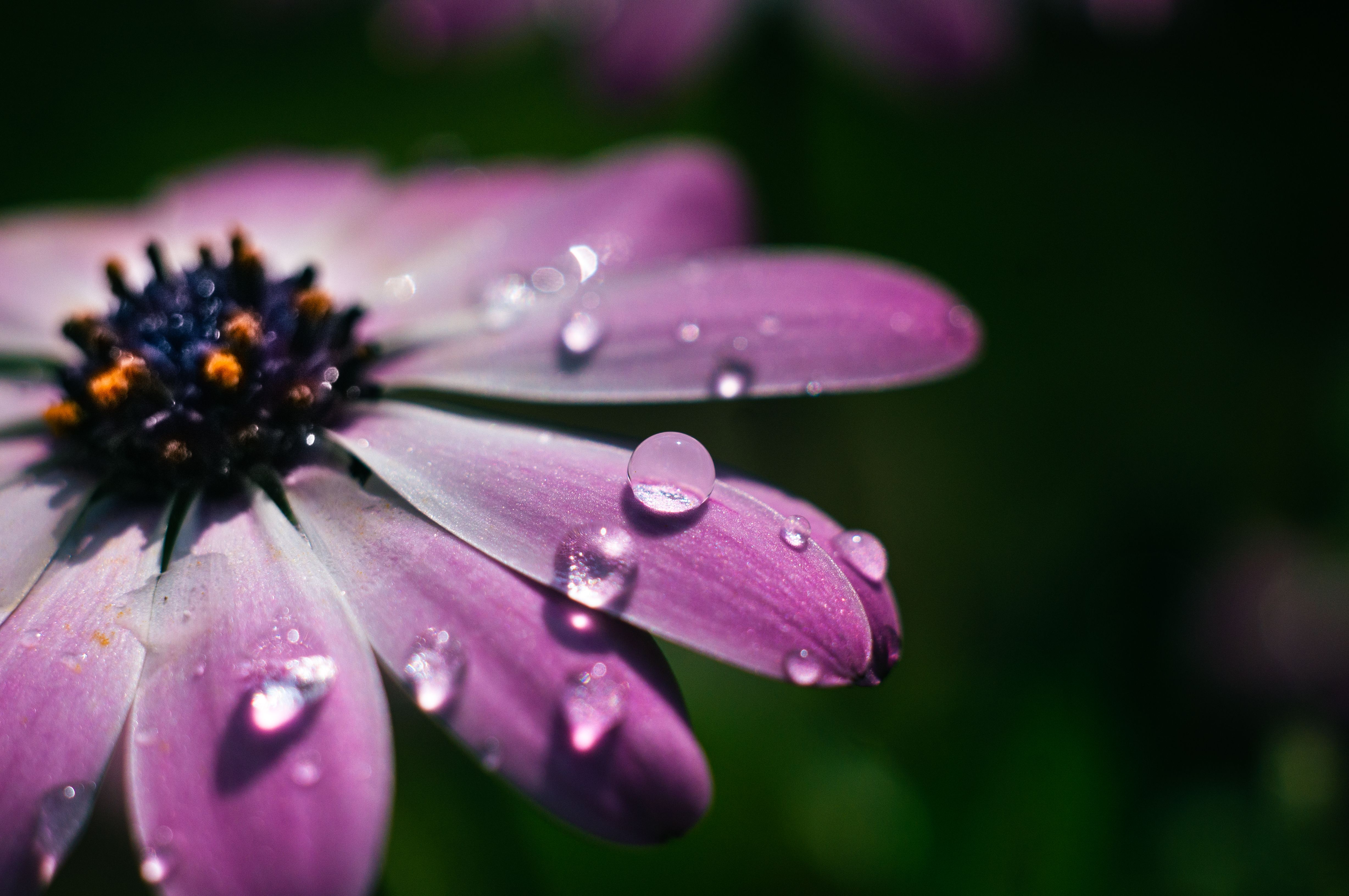 A purple flower with water droplets on it · Free Stock Photo