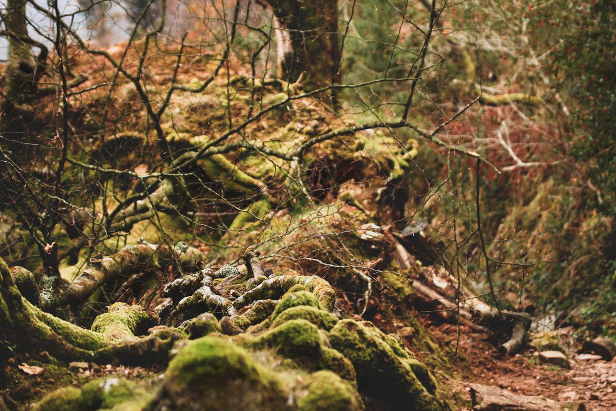 Tree Roots Photos, Download The BEST Free Tree Roots Stock Photos & HD ...