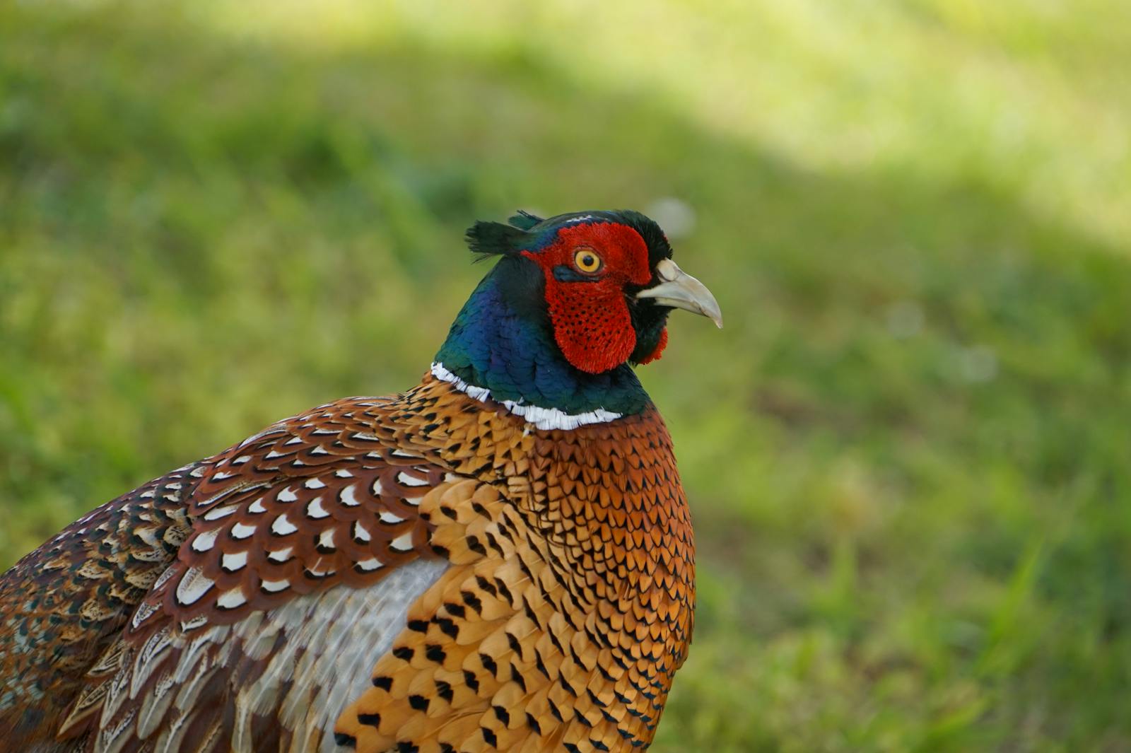 Pheasant Photos, Download The BEST Free Pheasant Stock Photos & HD Images