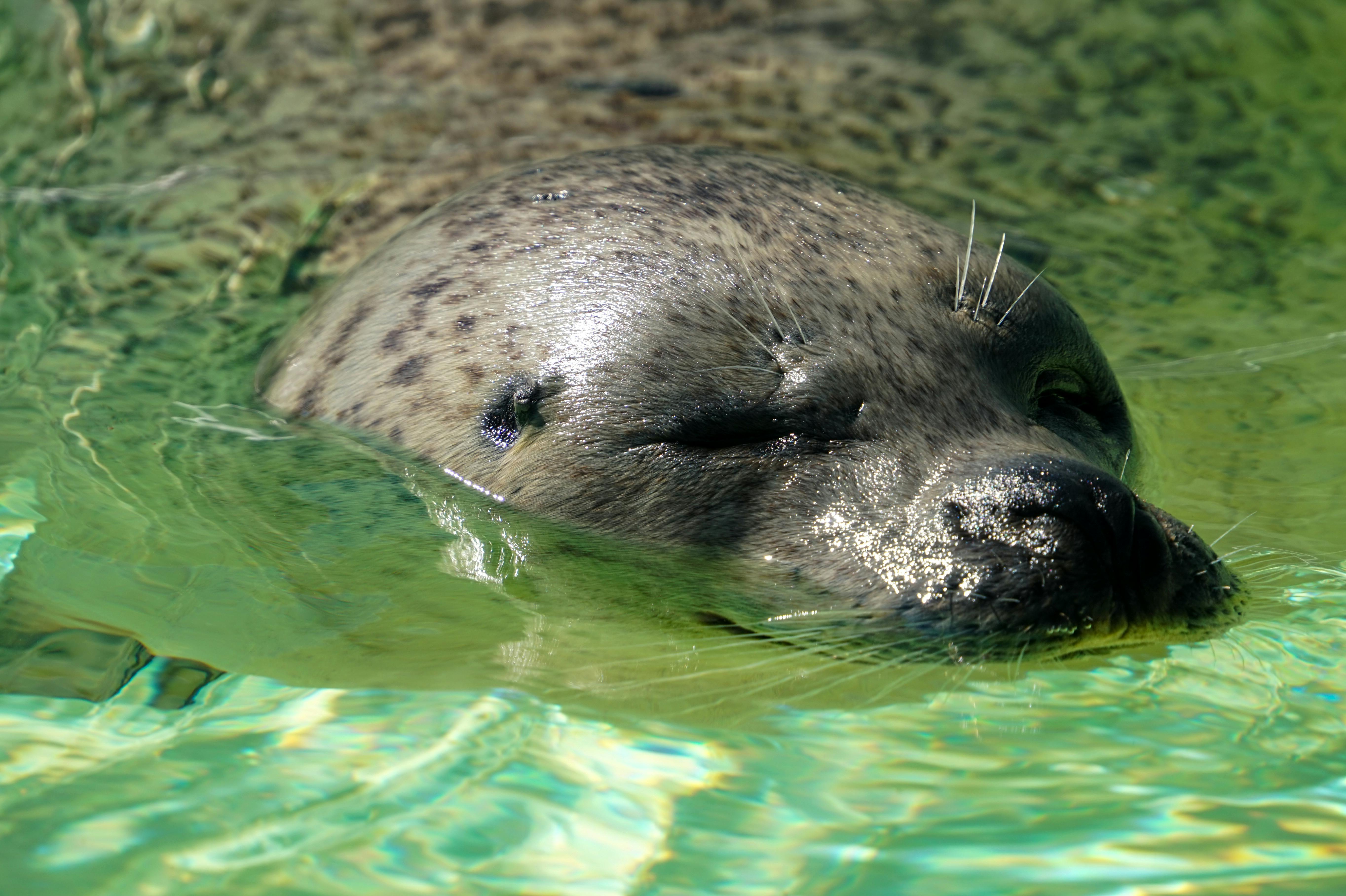 Sea Lion in Water Head Out Mouth Opened · Free Stock Photo