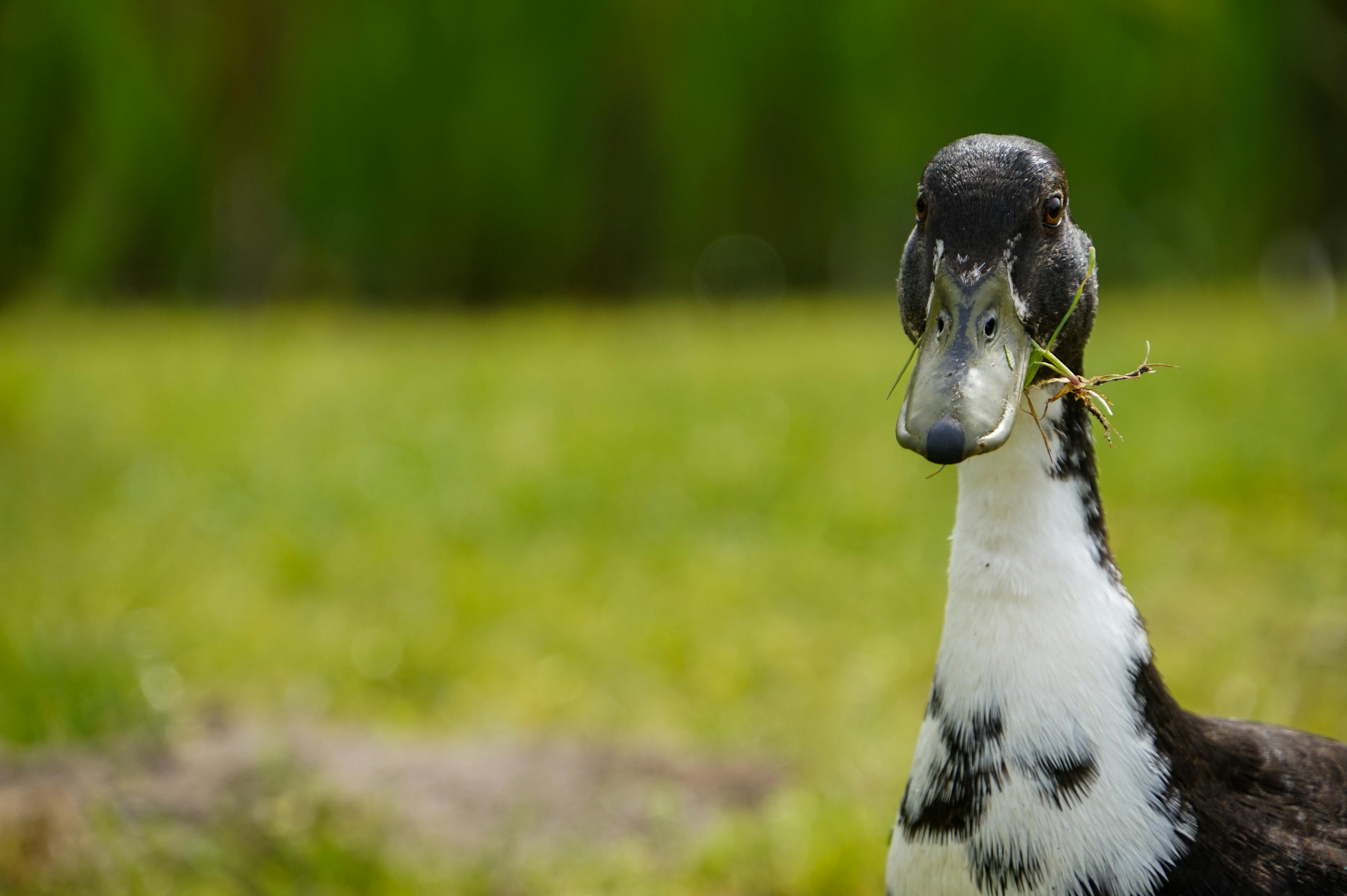 Head of Duck · Free Stock Photo