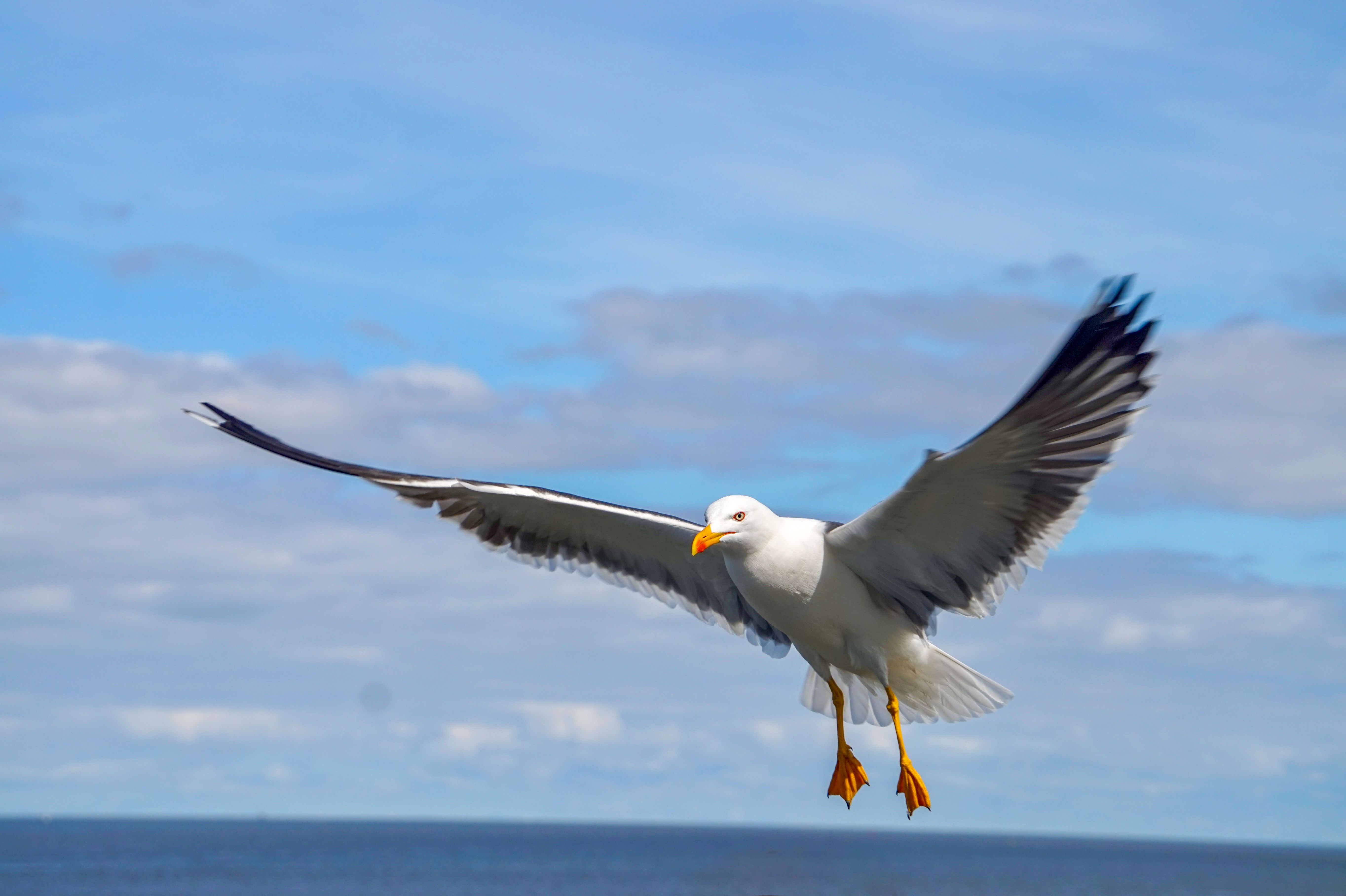 Close-up of a Flying Seagull · Free Stock Photo