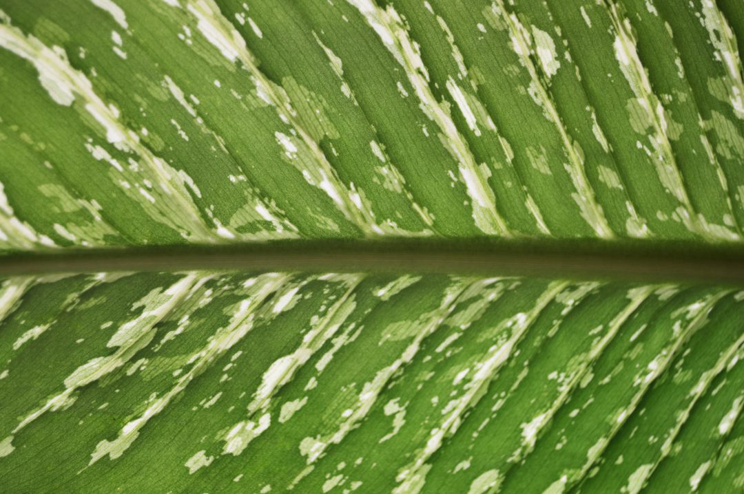 Everything You Need to Know About Variegated House Plants
