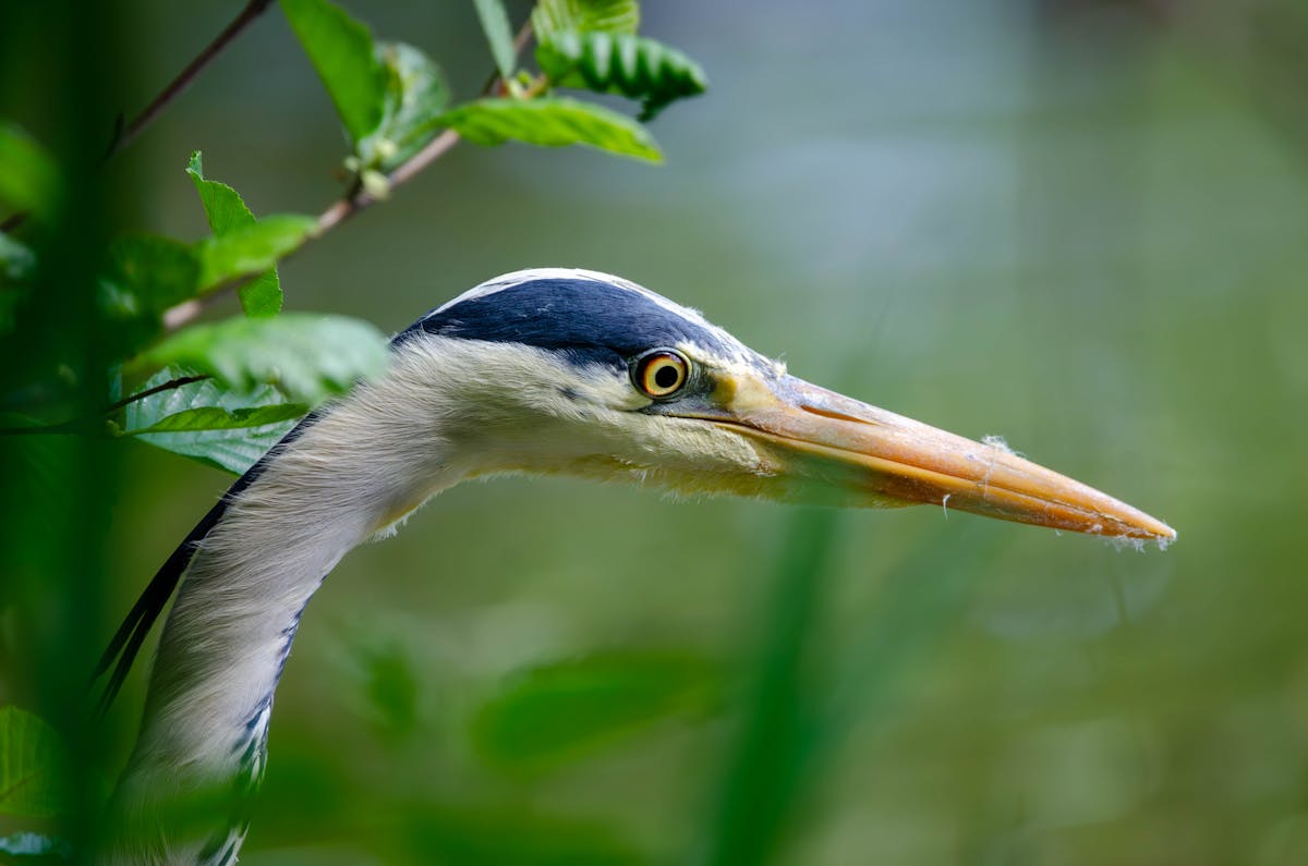 Green Animal Photos, Download The BEST Free Green Animal Stock Photos ...
