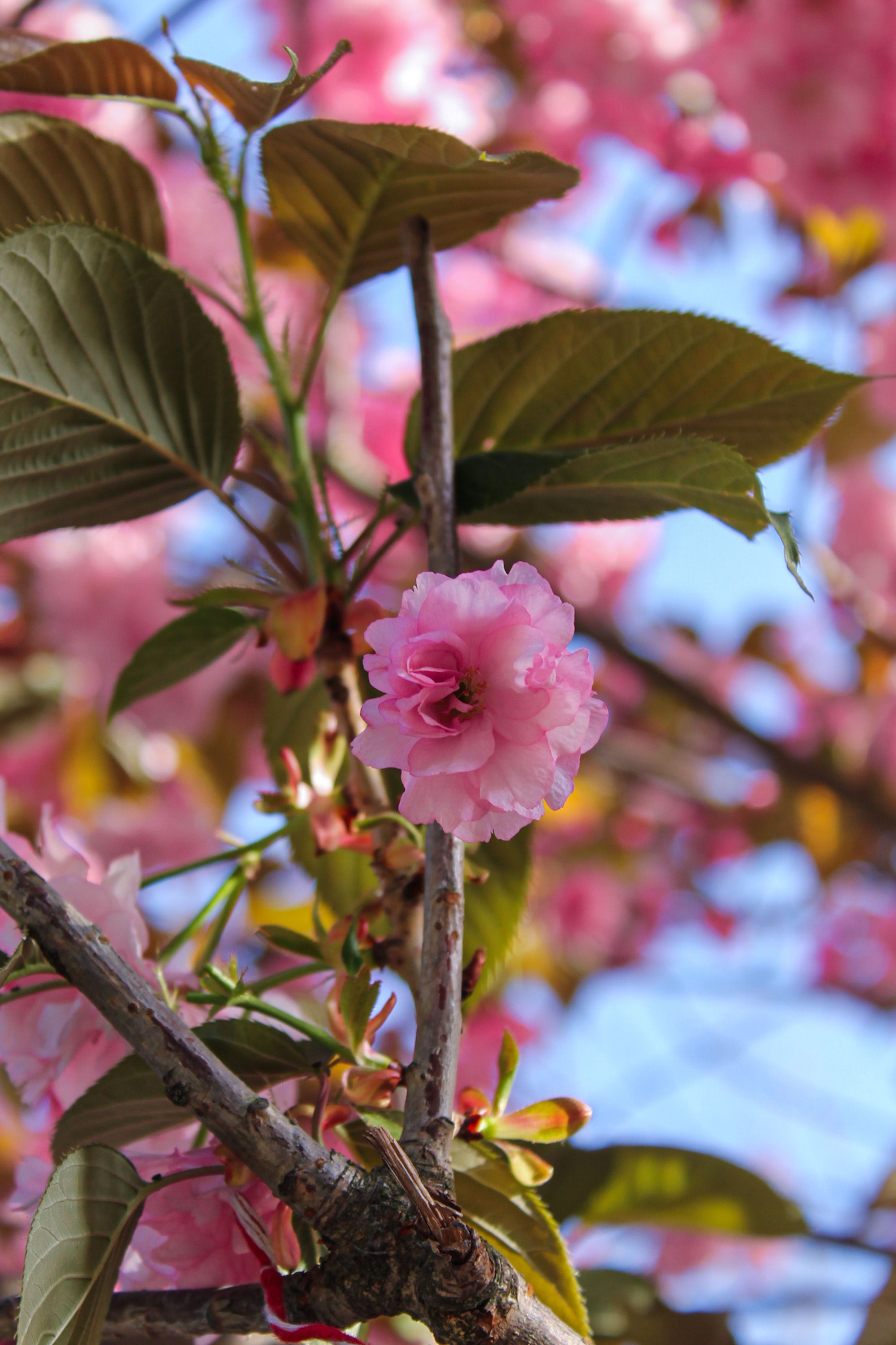 Close-up Photography of Cherry Blossoms · Free Stock Photo