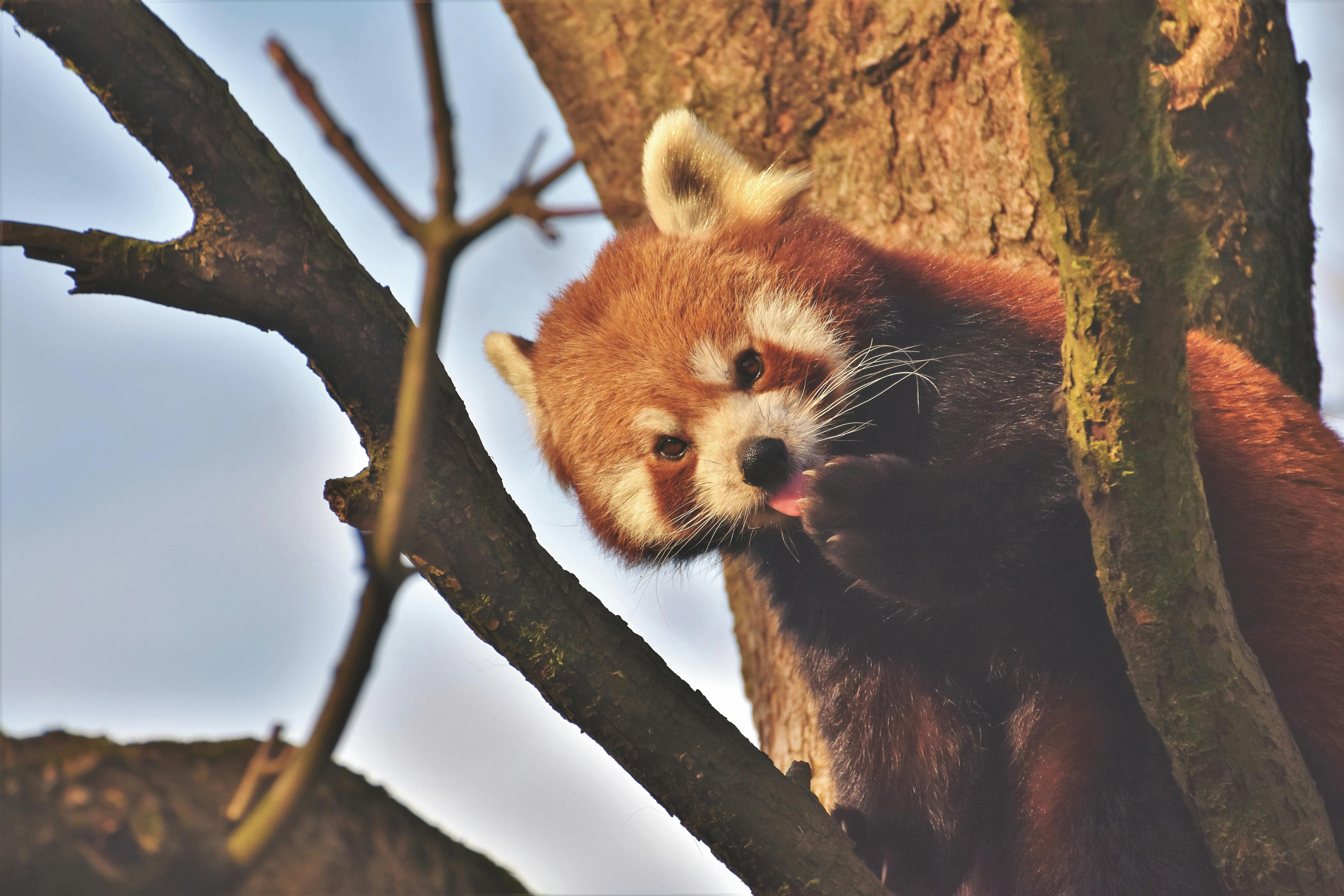 Red Panda on Tree · Free Stock Photo